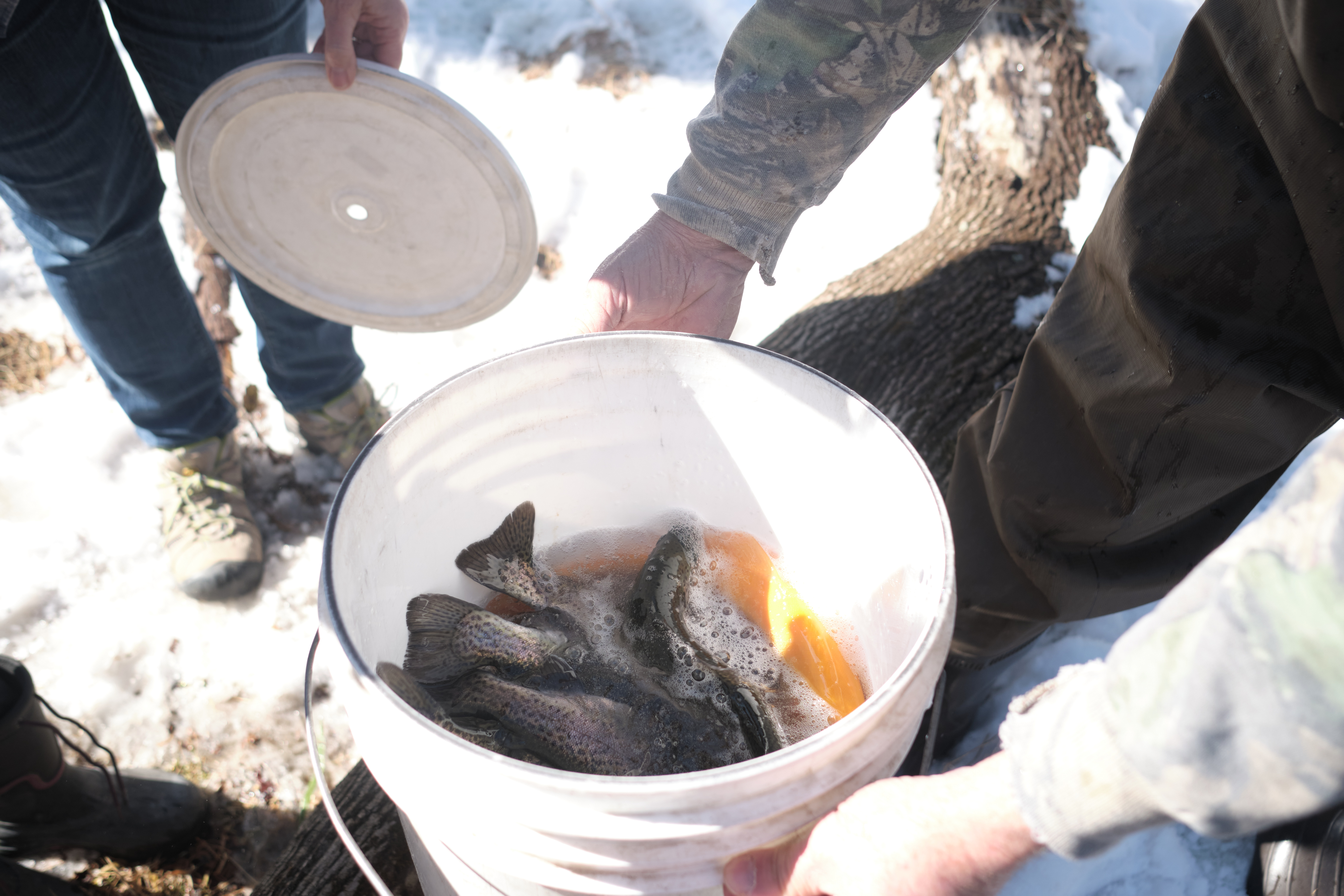 Trout stocked in Lehigh Valley ahead of 2026 opening day - pennlive.com