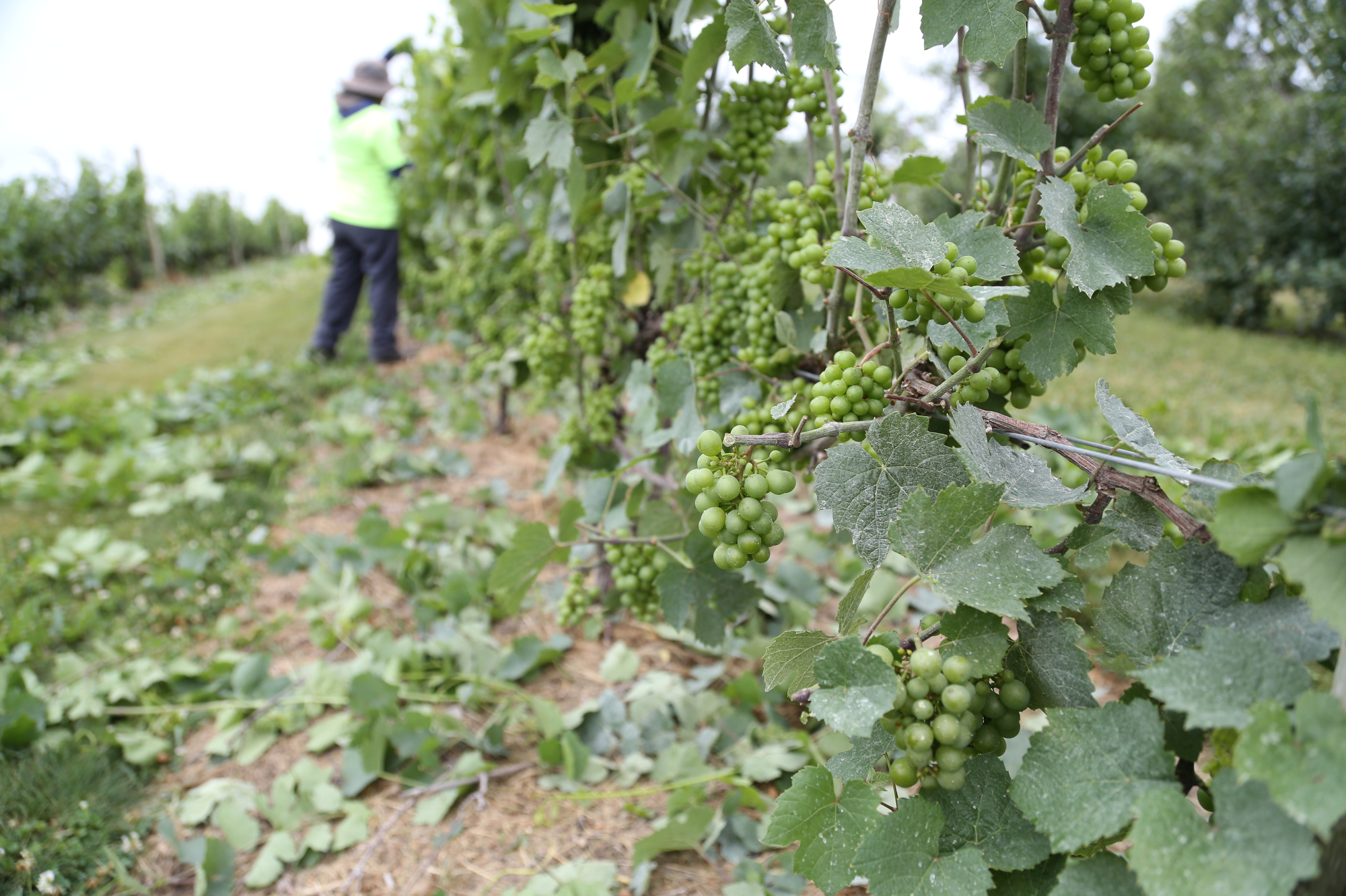 Quarry Hill Orchard in Berlin Heights - cleveland.com
