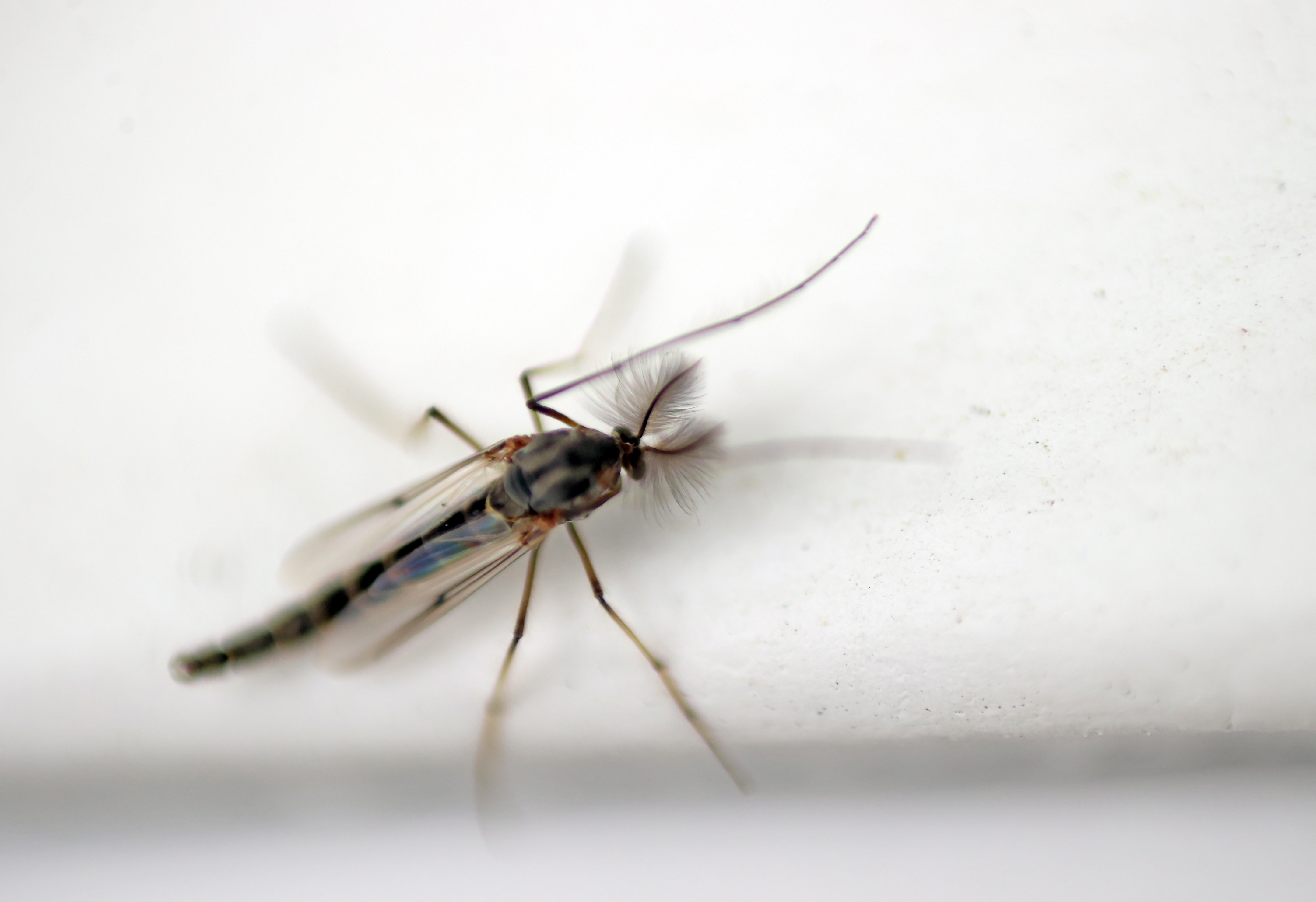 Midges are emerging around Northeast Ohio, May 17, 2024 - cleveland.com