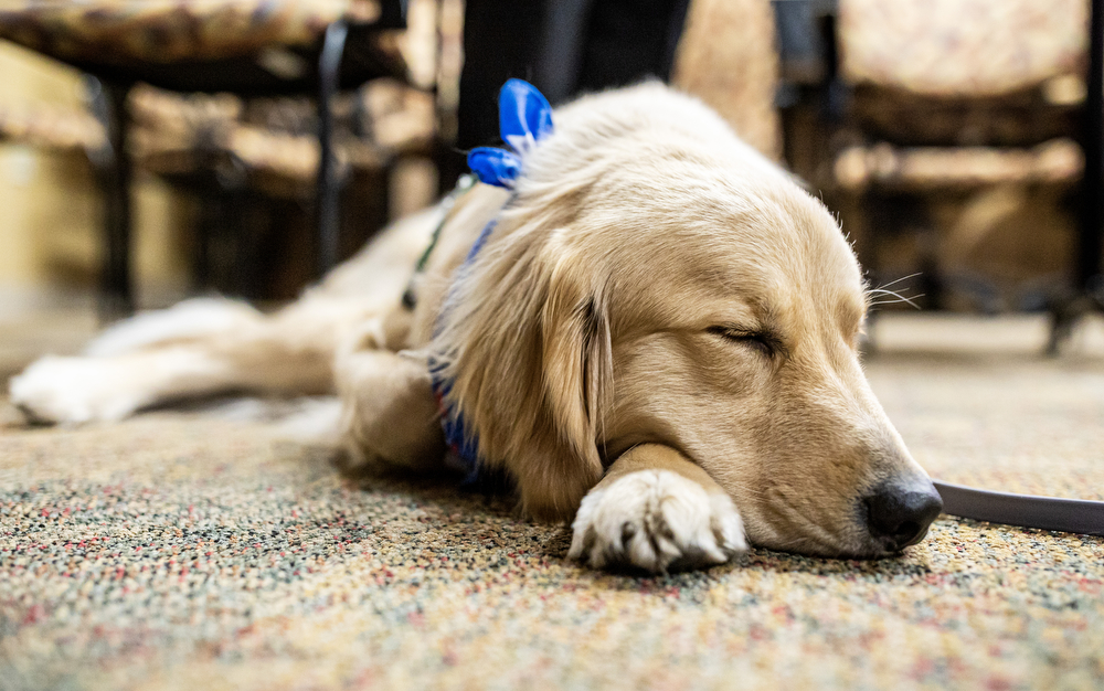 New facility dog helps patients at Penn State Health Children’s ...