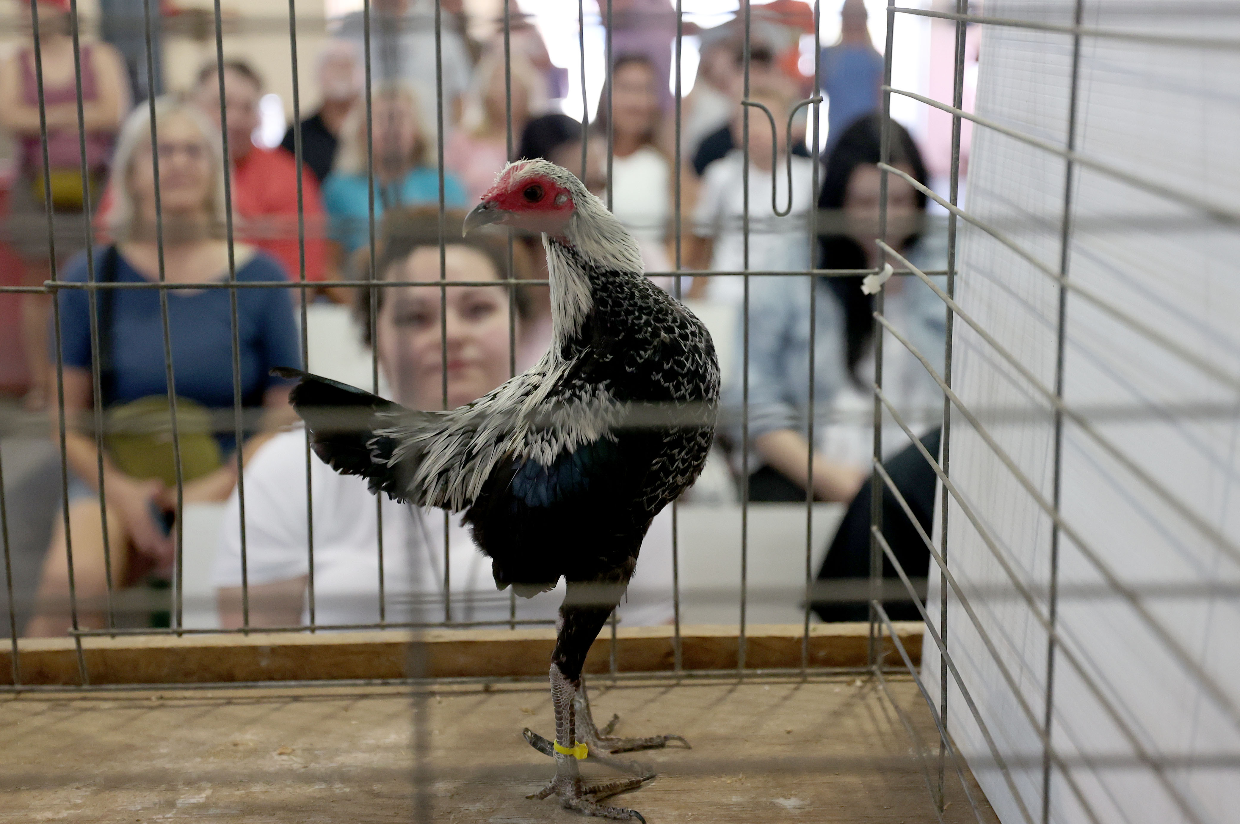 The 2022 N.Y.State Fair: Day Two - syracuse.com