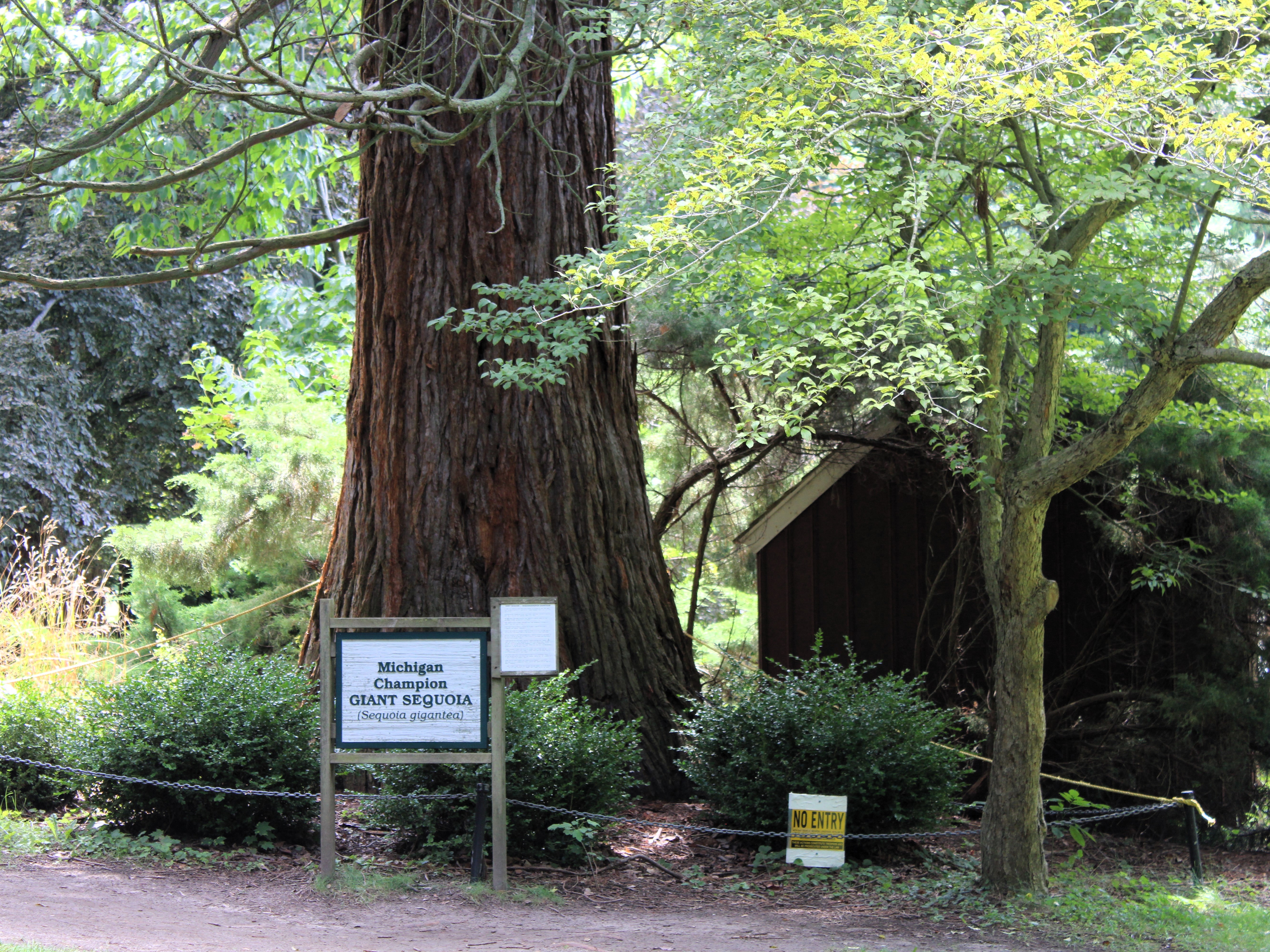 Largest Giant Sequoia
