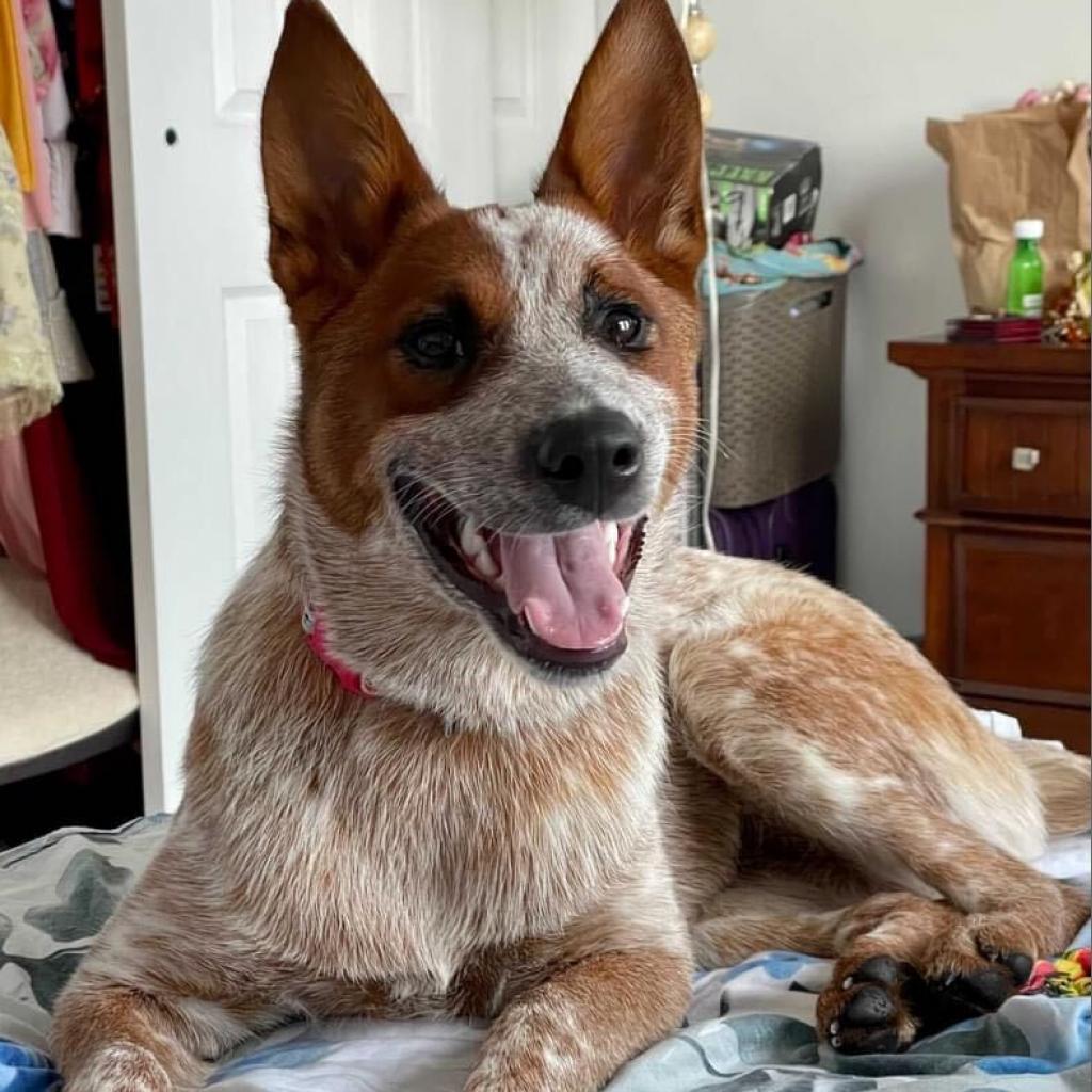 Are you planning a vacation? These adoptable pets make great travel ...