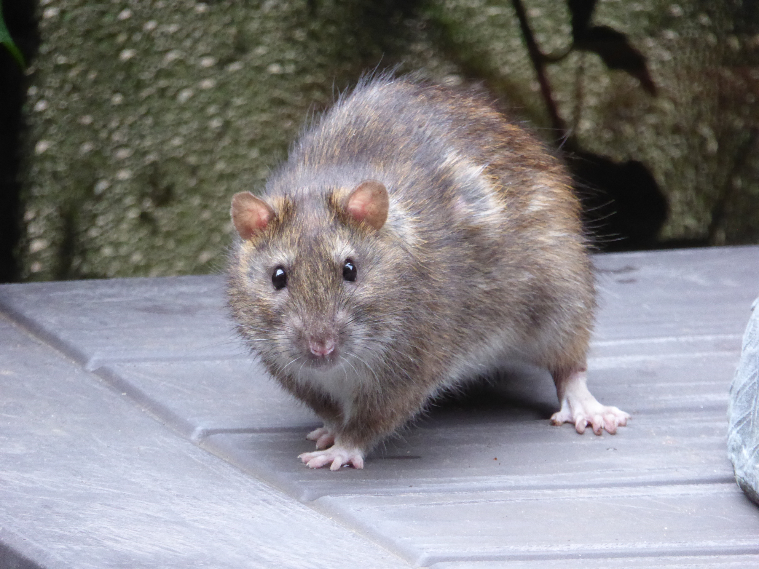 Invasive rats in the Portland metro - oregonlive.com