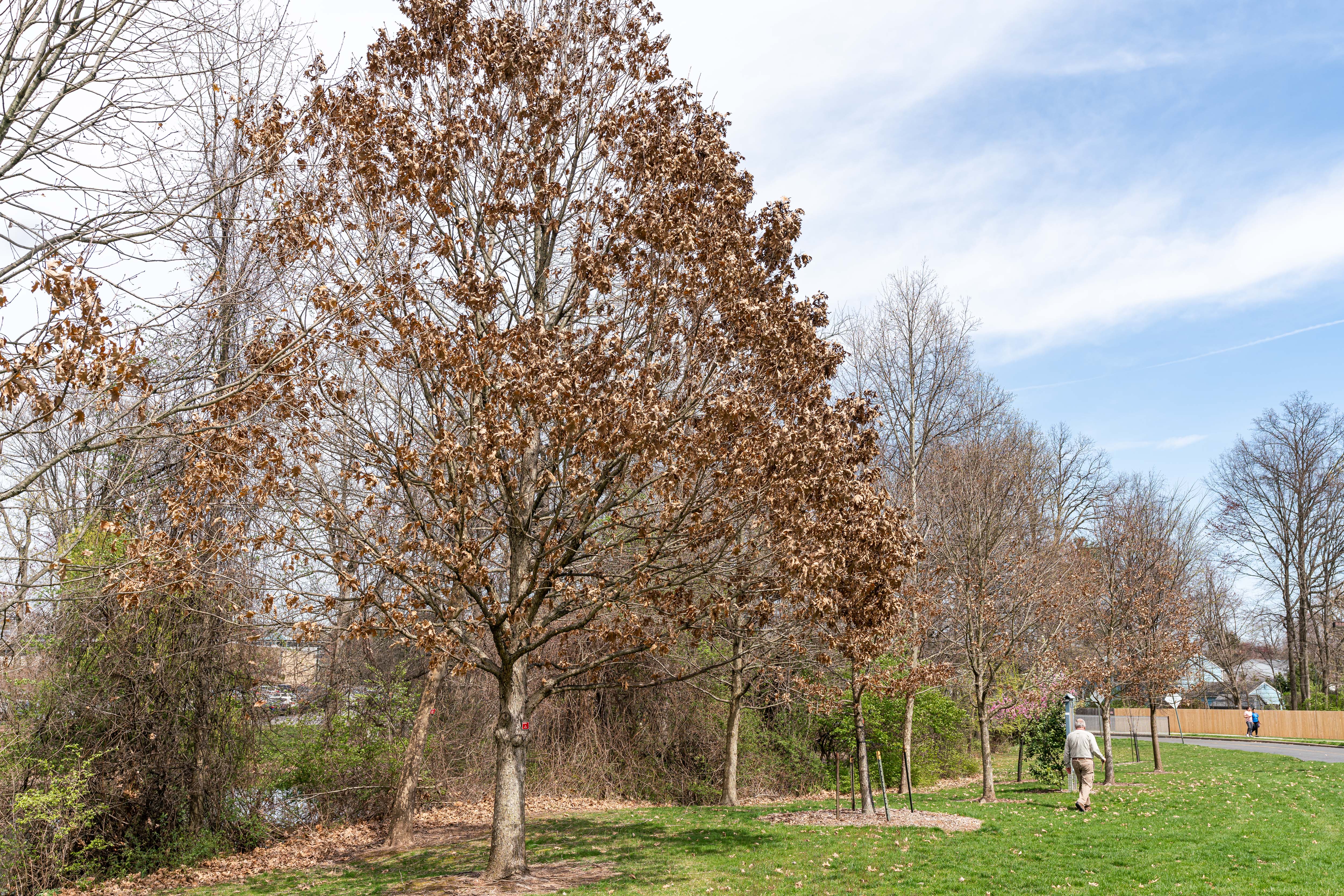Union County College Professor Tom Ombrello showcases his Historic Tree ...