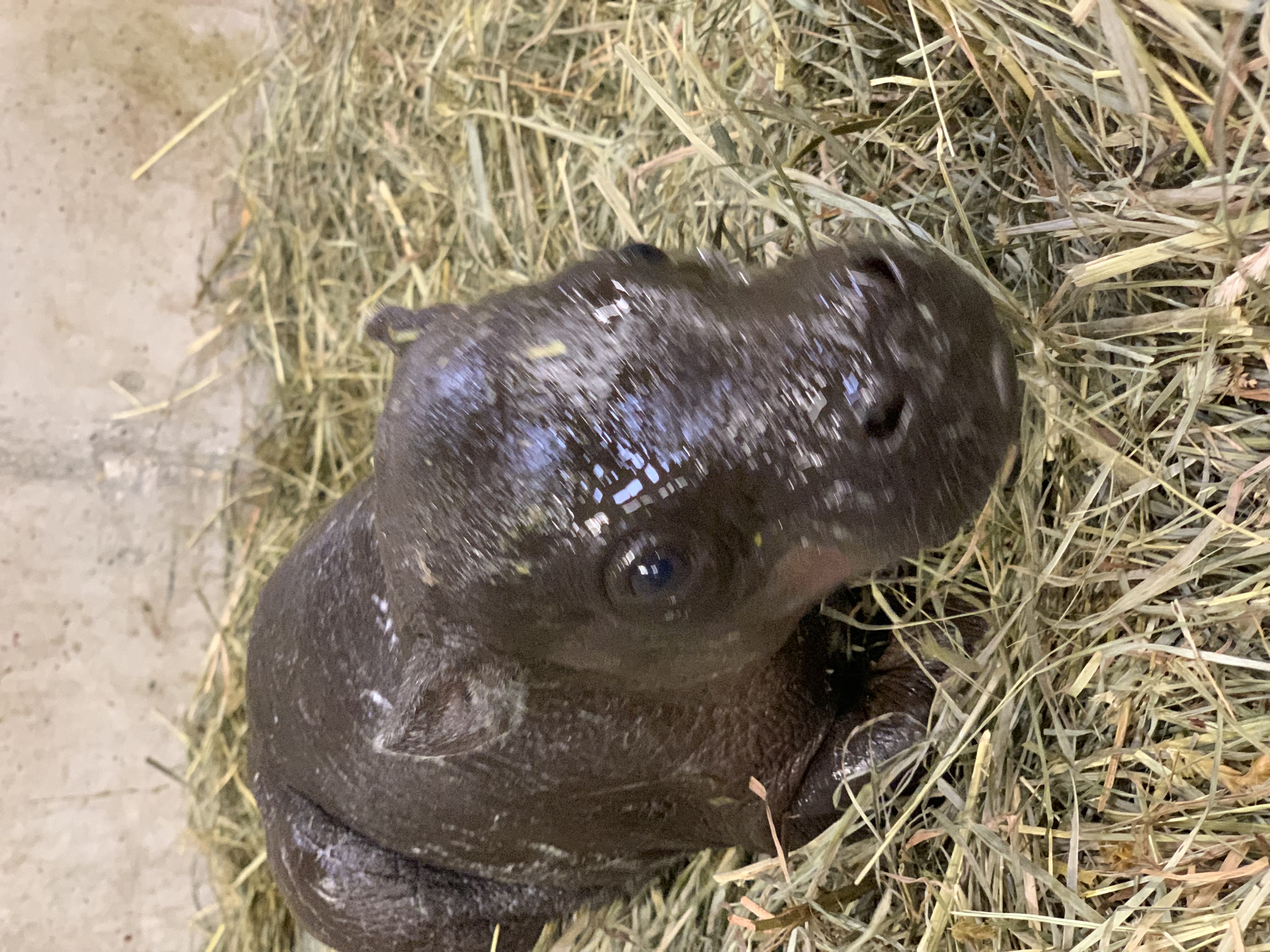 John Ball Zoo welcomes baby Pygmy Hippo - mlive.com