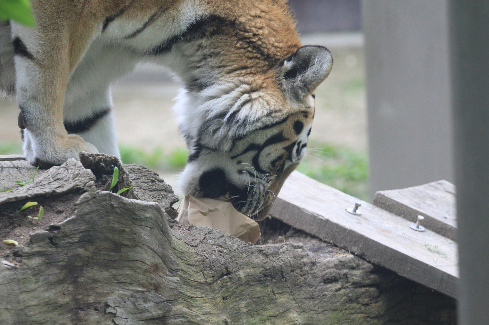 Feeding time at the Cleveland Zoo - cleveland.com