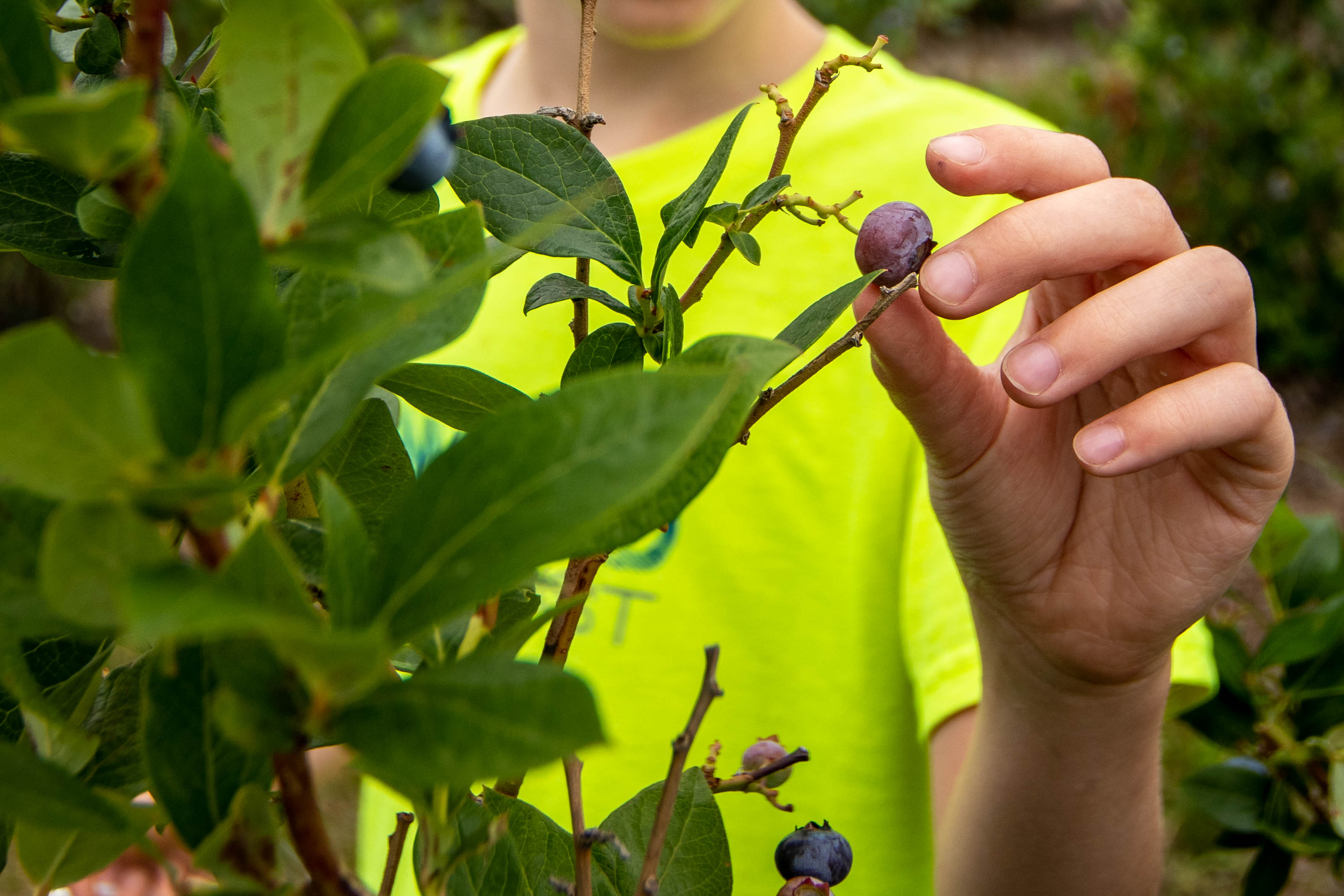 Reenders Blueberry Farms - mlive.com