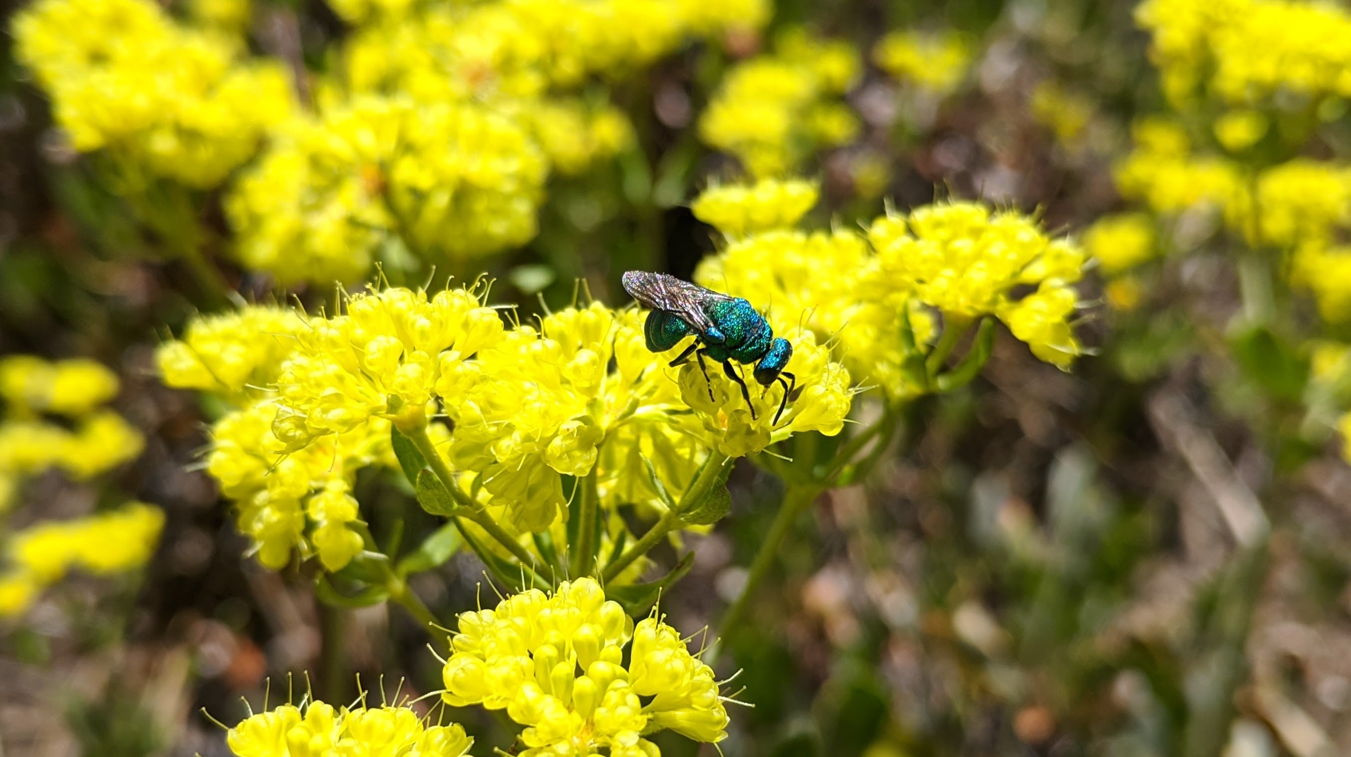 Building pollinator pathways - oregonlive.com