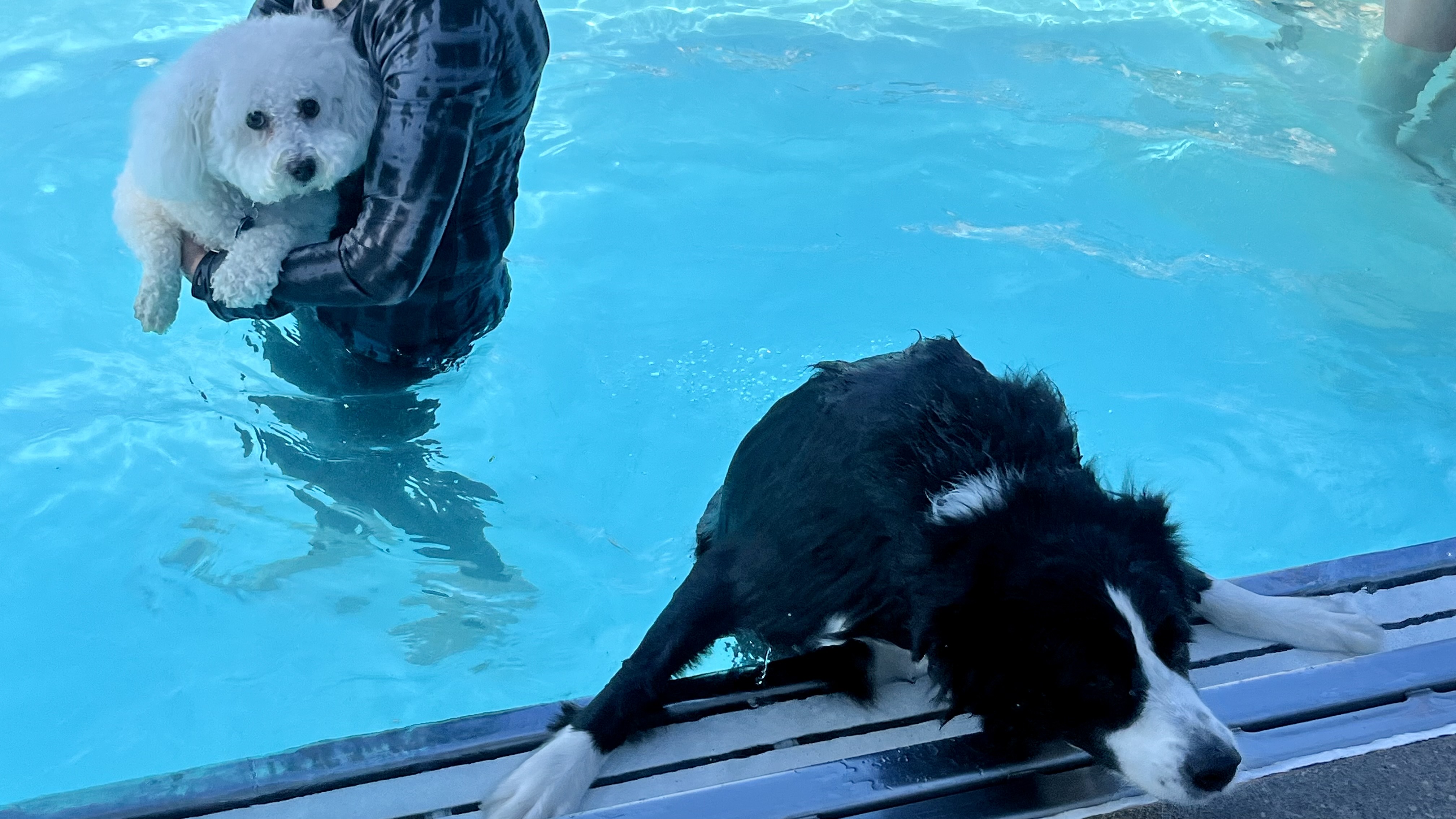 Dog swim at Lakewood's Madison Park - cleveland.com