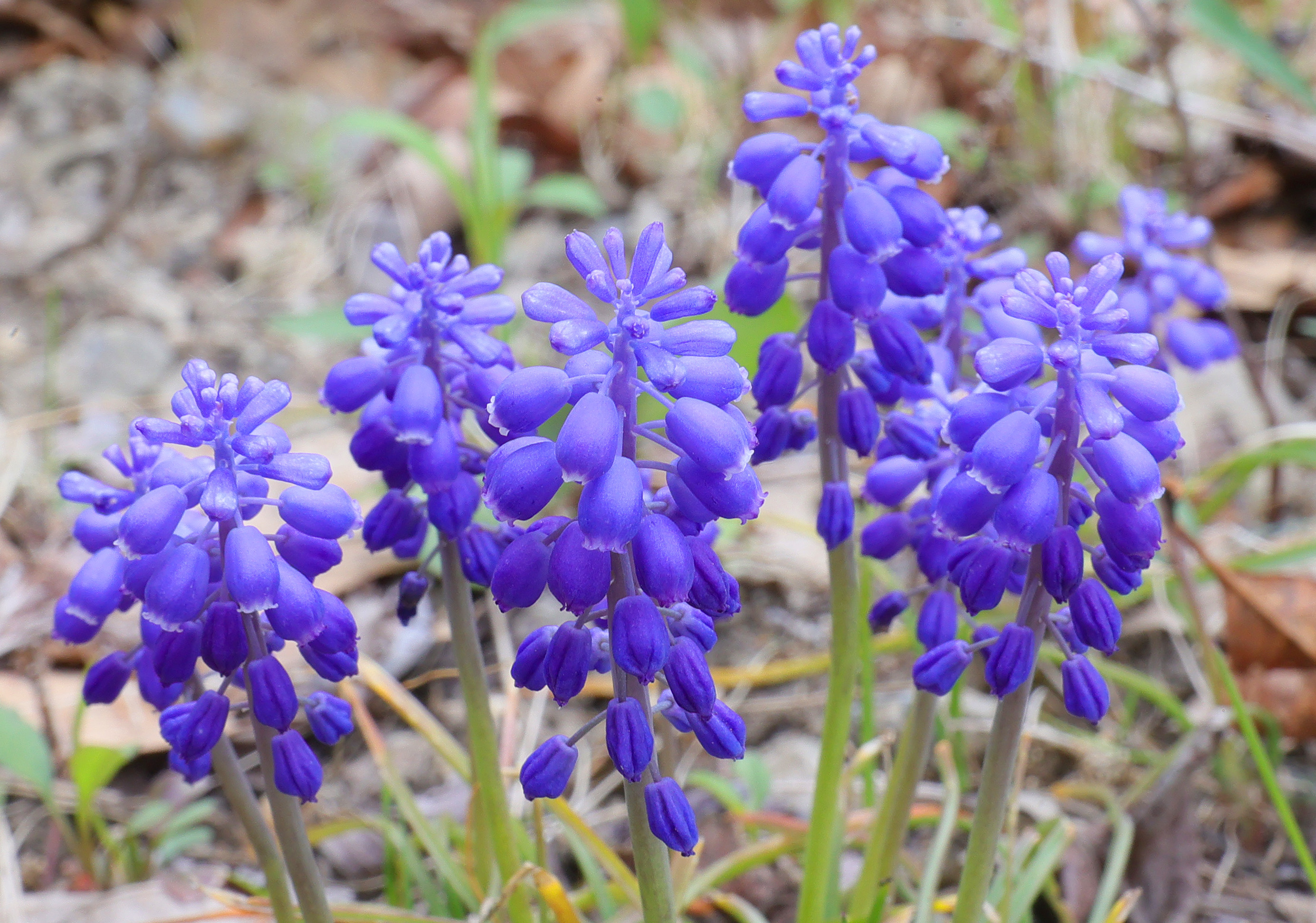 Spring is in the Northeast Ohio air 2022 - cleveland.com