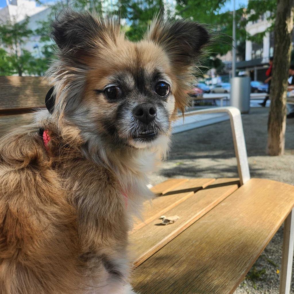 These adorable adoptable pets are looking for a good home and lots of ...