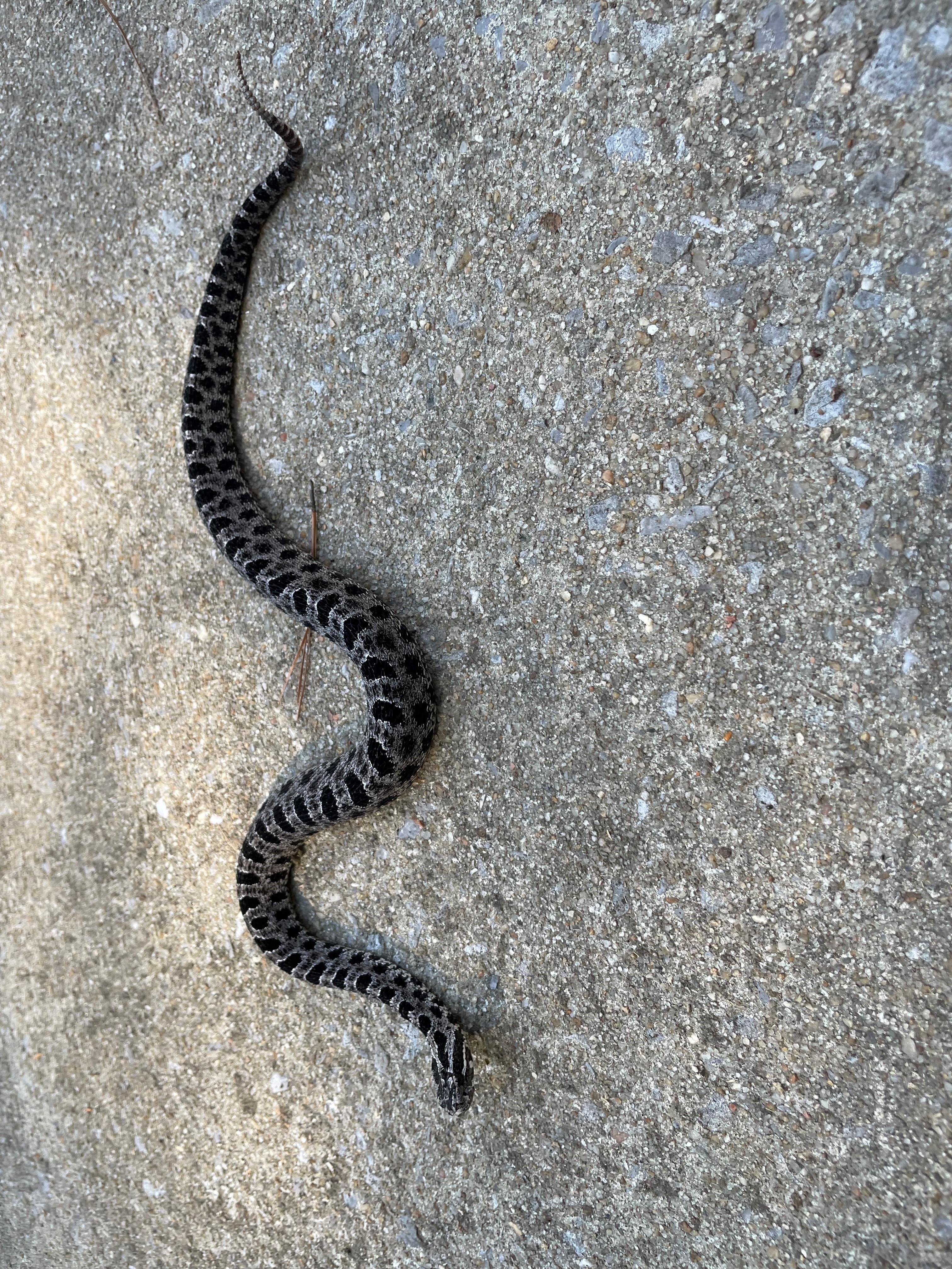 Alabama's 6 venomous snakes - al.com