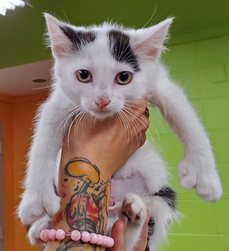 N.J. pets in need: July 6, 2020 - nj.com