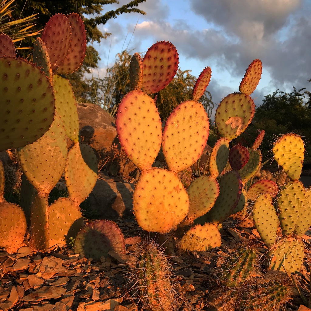 Hardy cacti - oregonlive.com