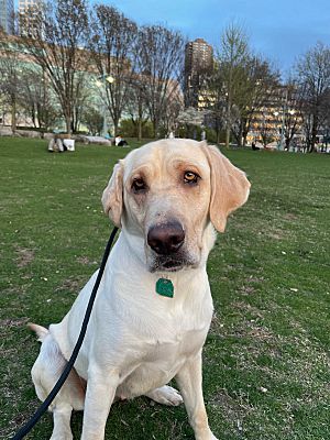 Keep your pets safe and cool during the upcoming summer heat: June 3-4 ...