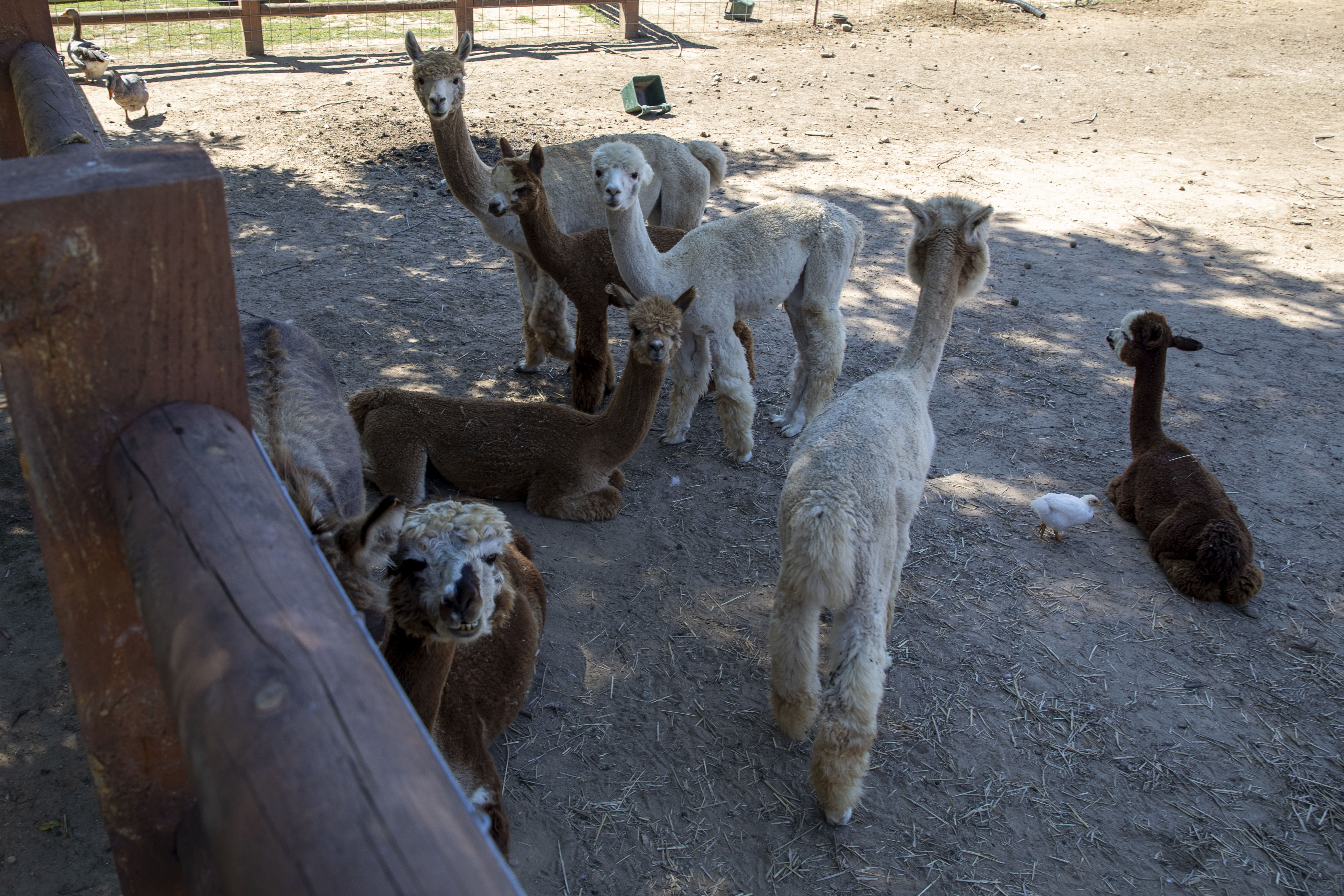 Lowry's Little Flock expanded its offerings last year with a small ...