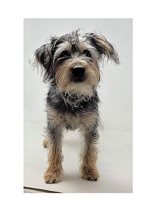 Trick or Treat. Let’s keep these pets safe during this fun time ...