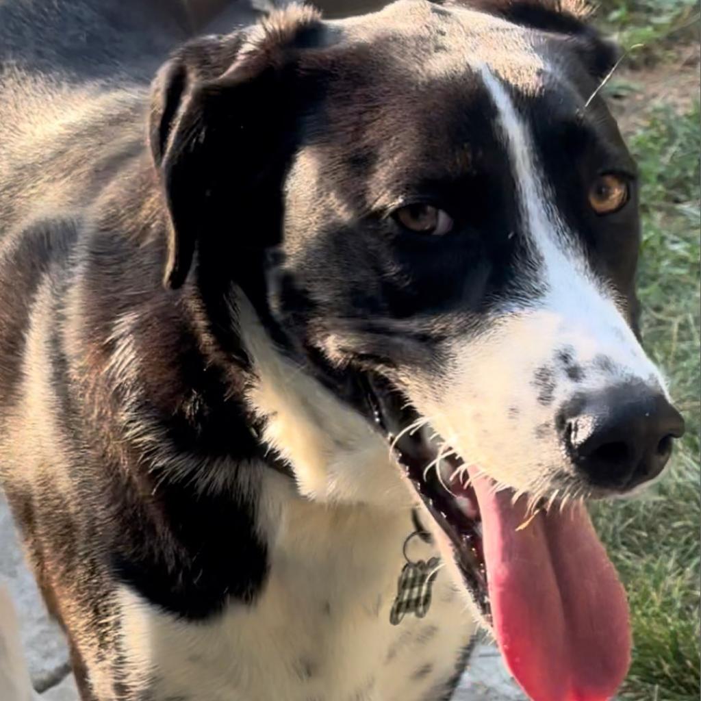 Are you planning a vacation? These adoptable pets make great travel ...