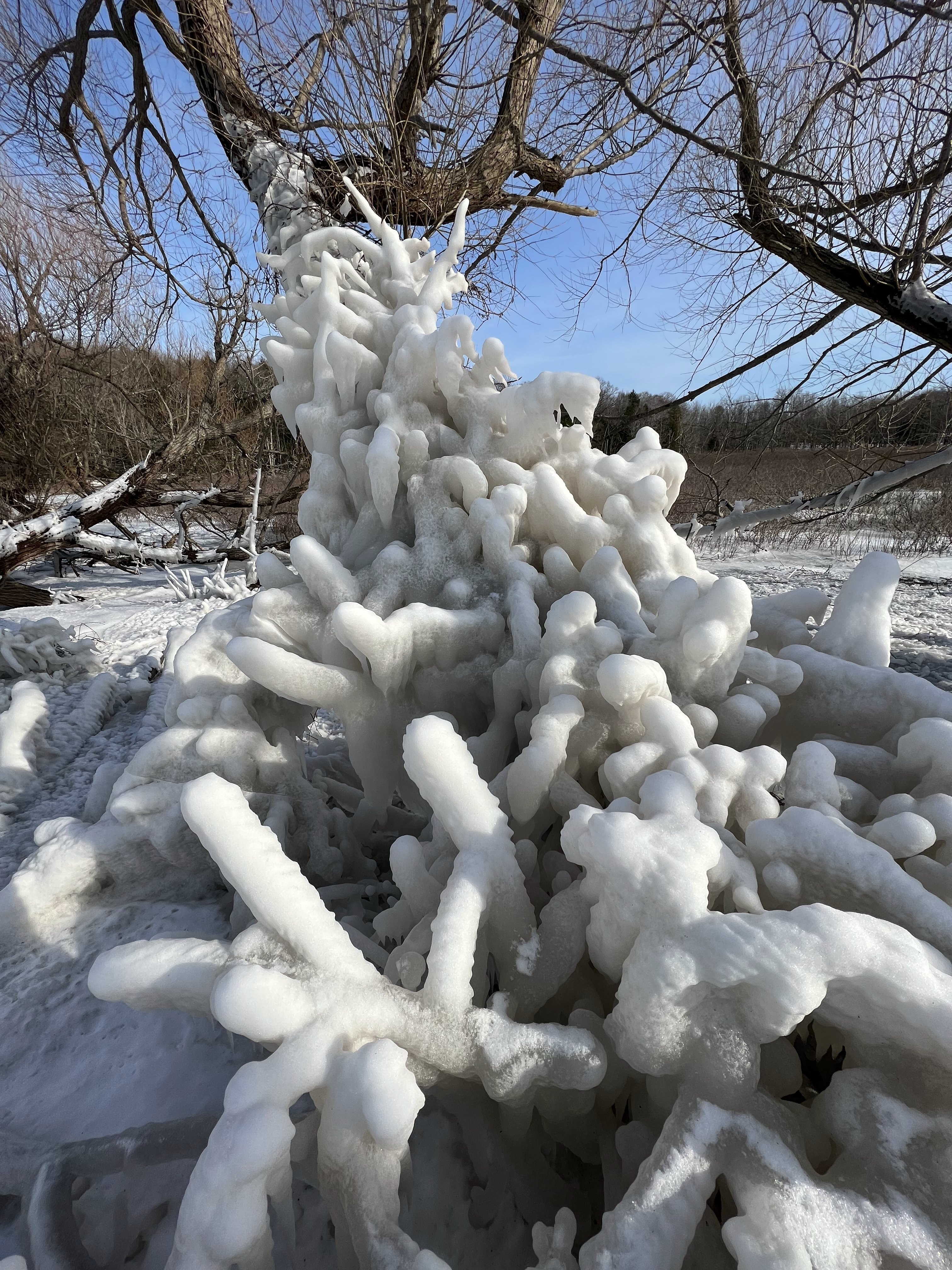 Ice coats trees along Lake Ontario - syracuse.com
