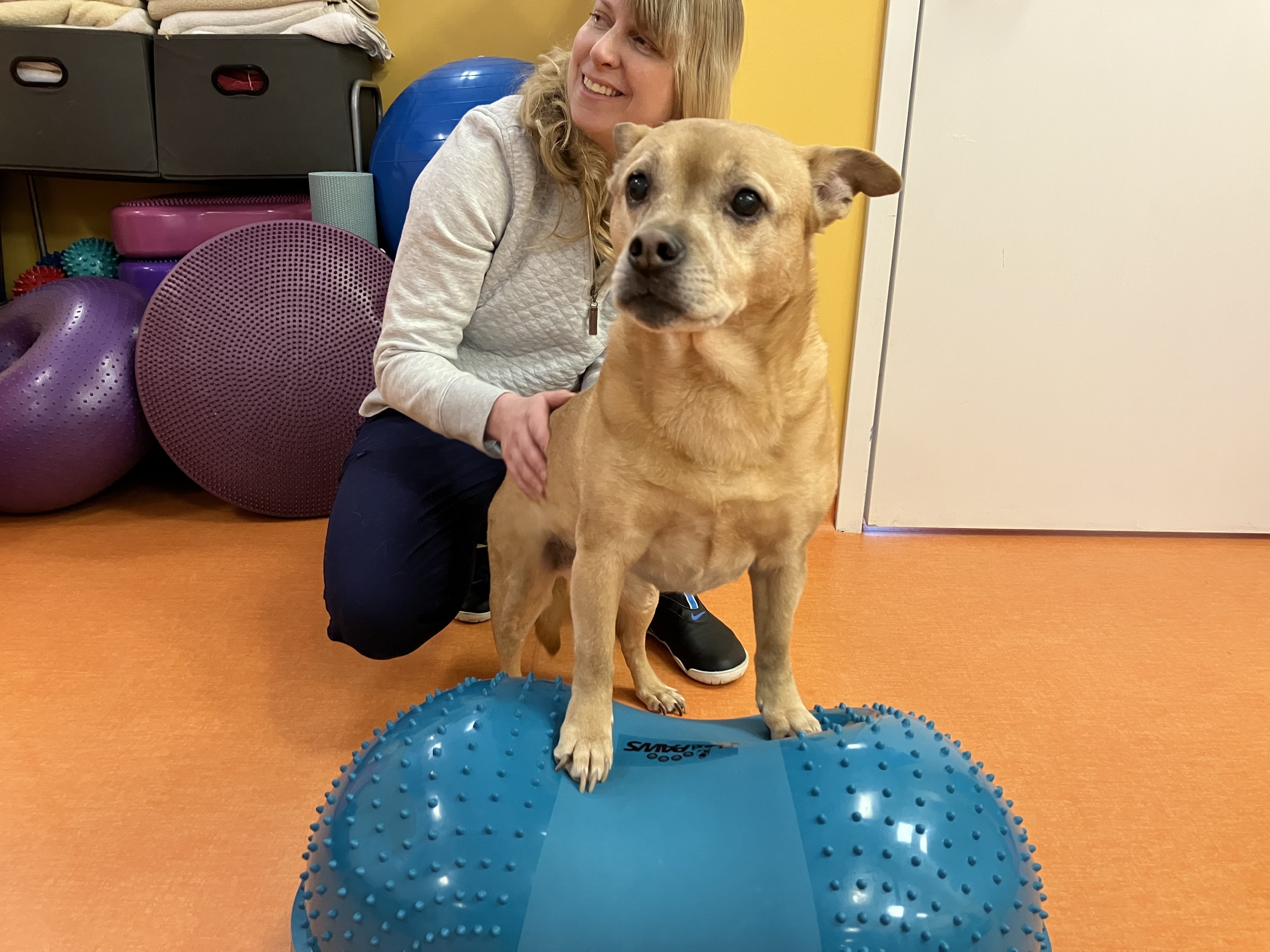 Sea Legs Integrative Veterinary Health - masslive.com