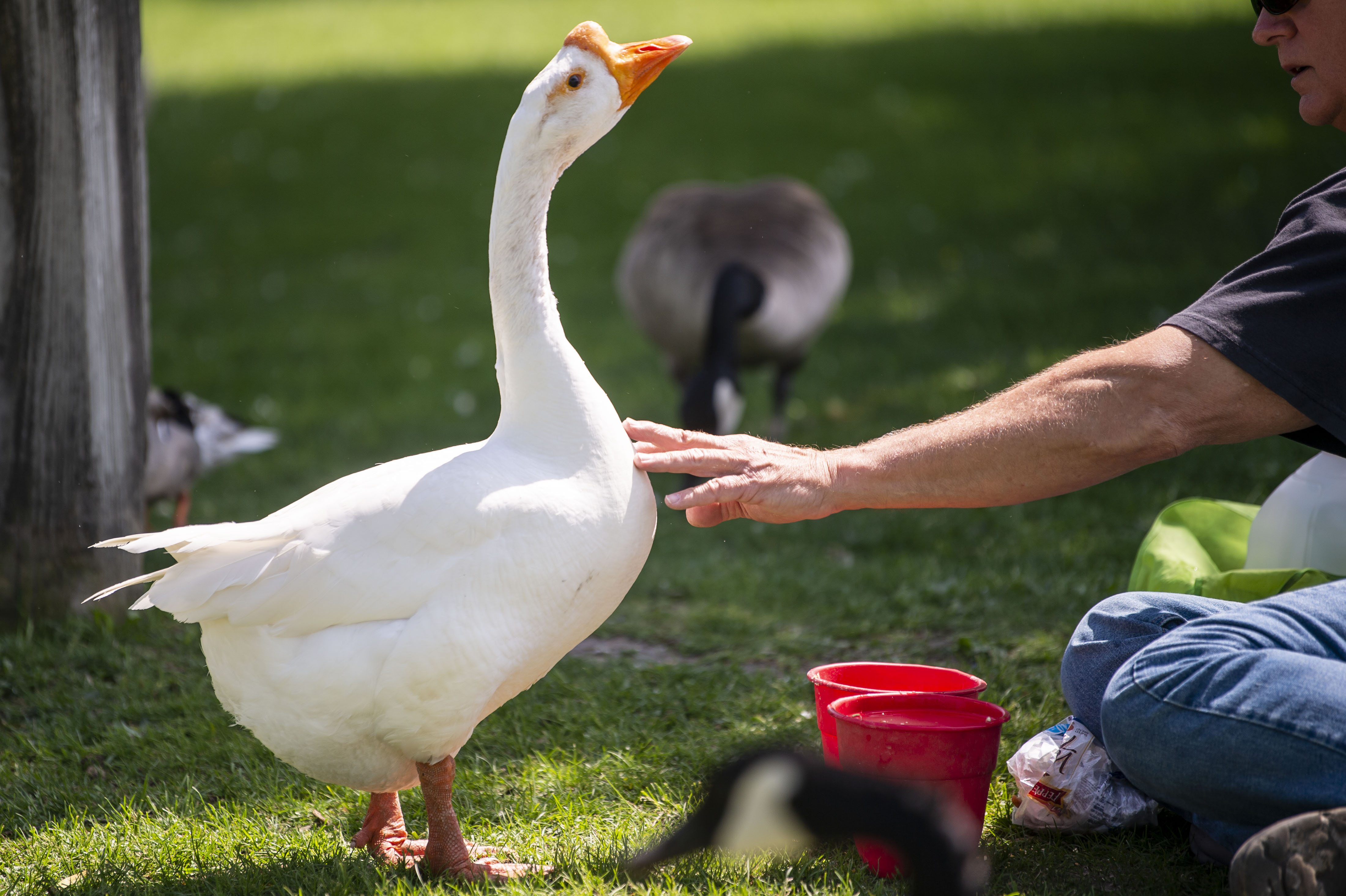 Bay City Bigelow Park’s singular white goose has died - mlive.com