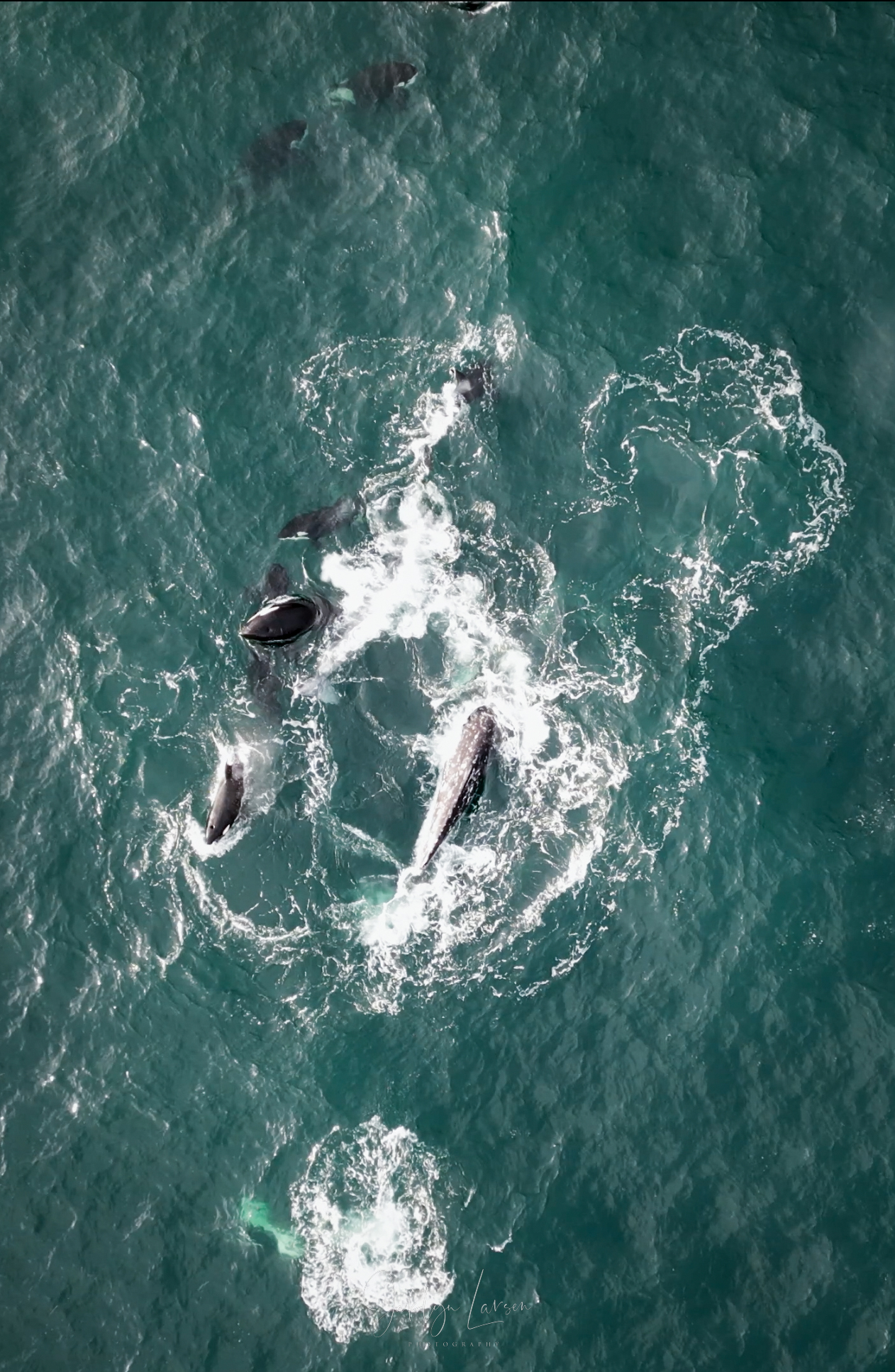 Pack of orcas hunt gray whales off Oregon's central coast - oregonlive.com