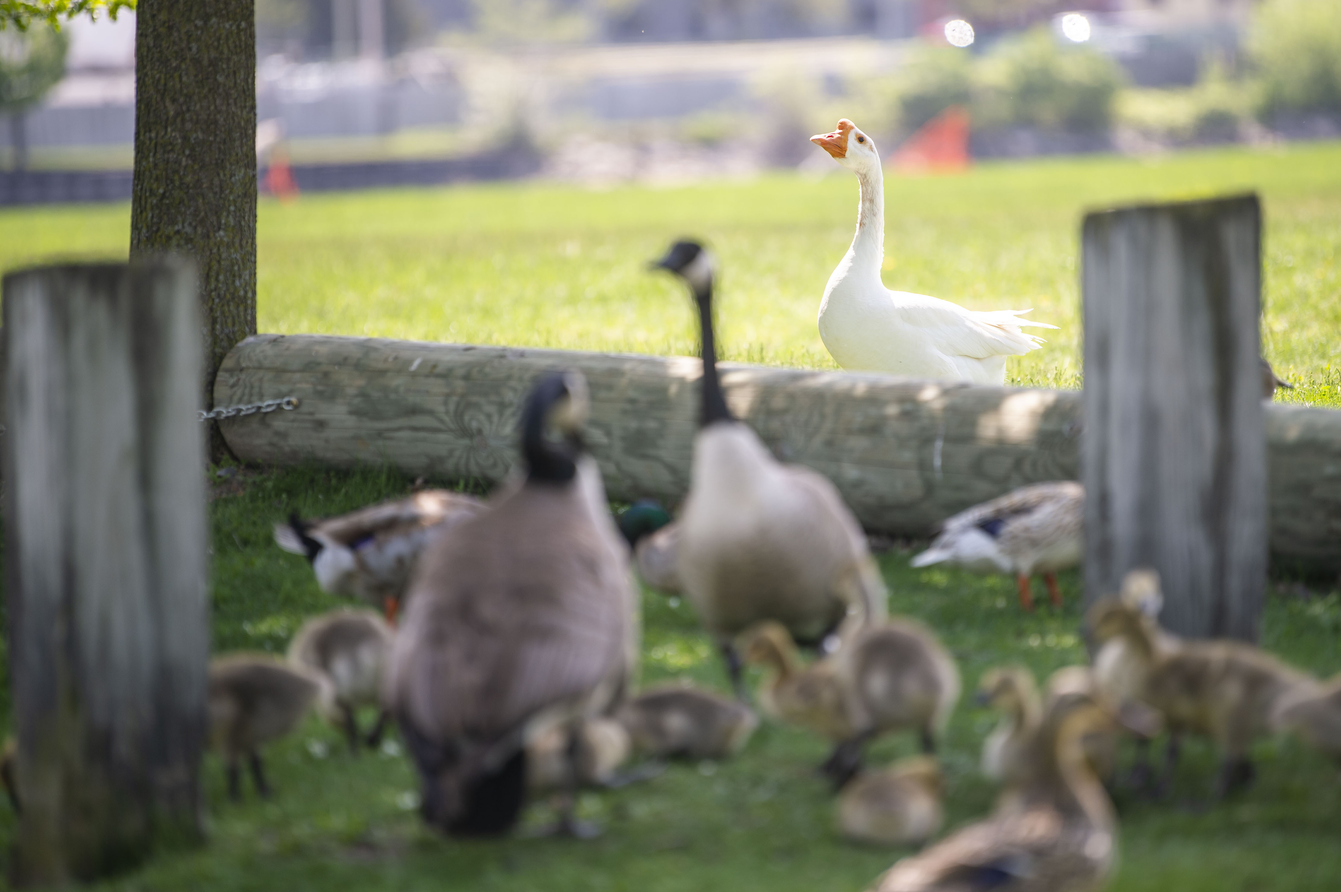 Bay City Bigelow Park’s singular white goose has died - mlive.com