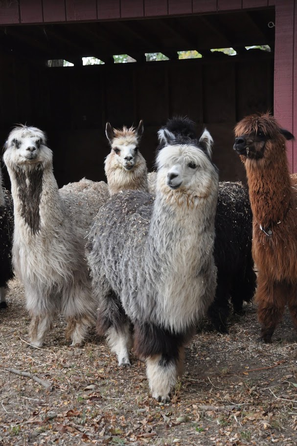 Massachusetts MSPCA gets 20 alpacas, 29 rabbits from a single home ...