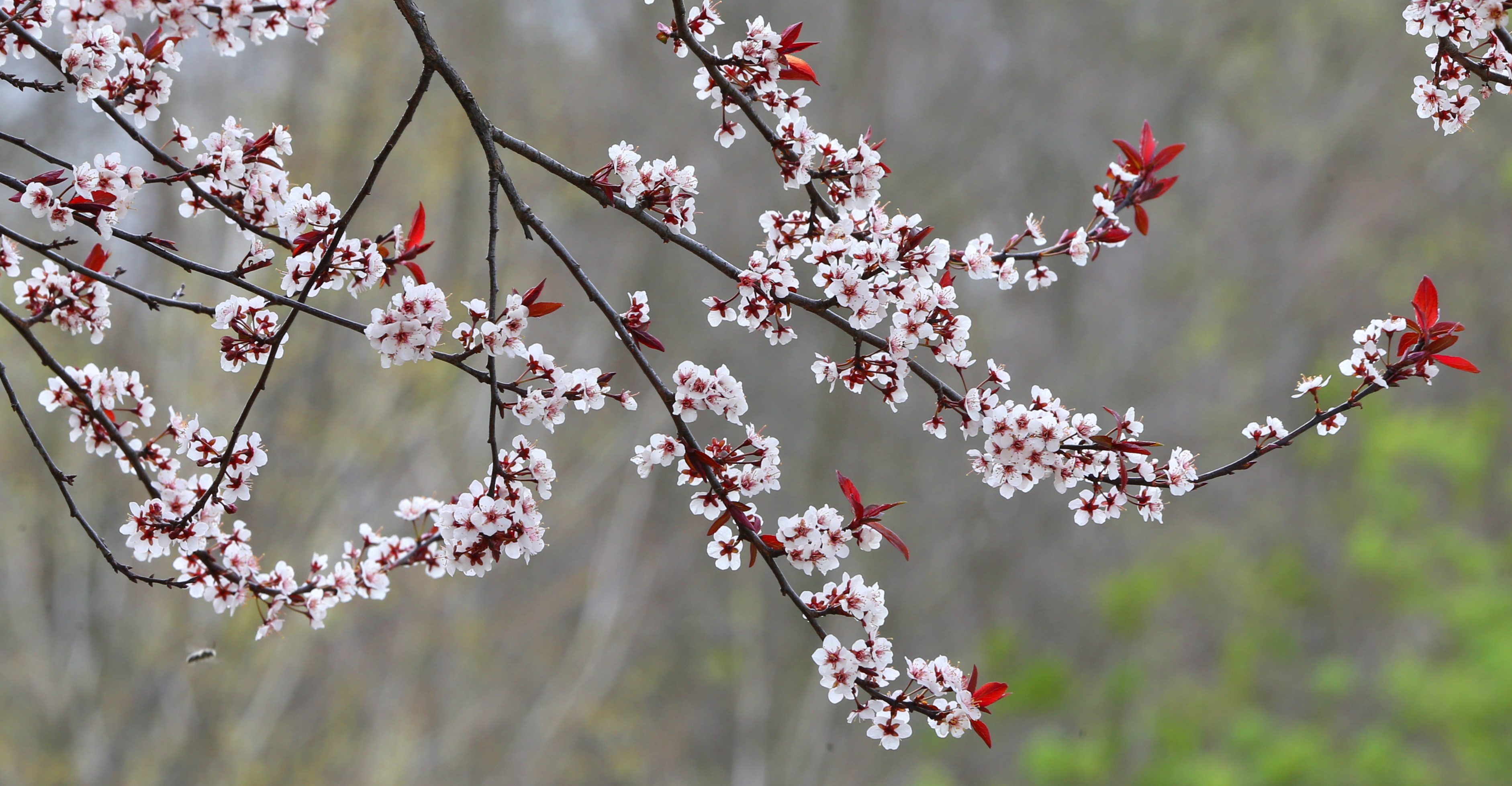 Spring is in the Northeast Ohio air 2022 - cleveland.com