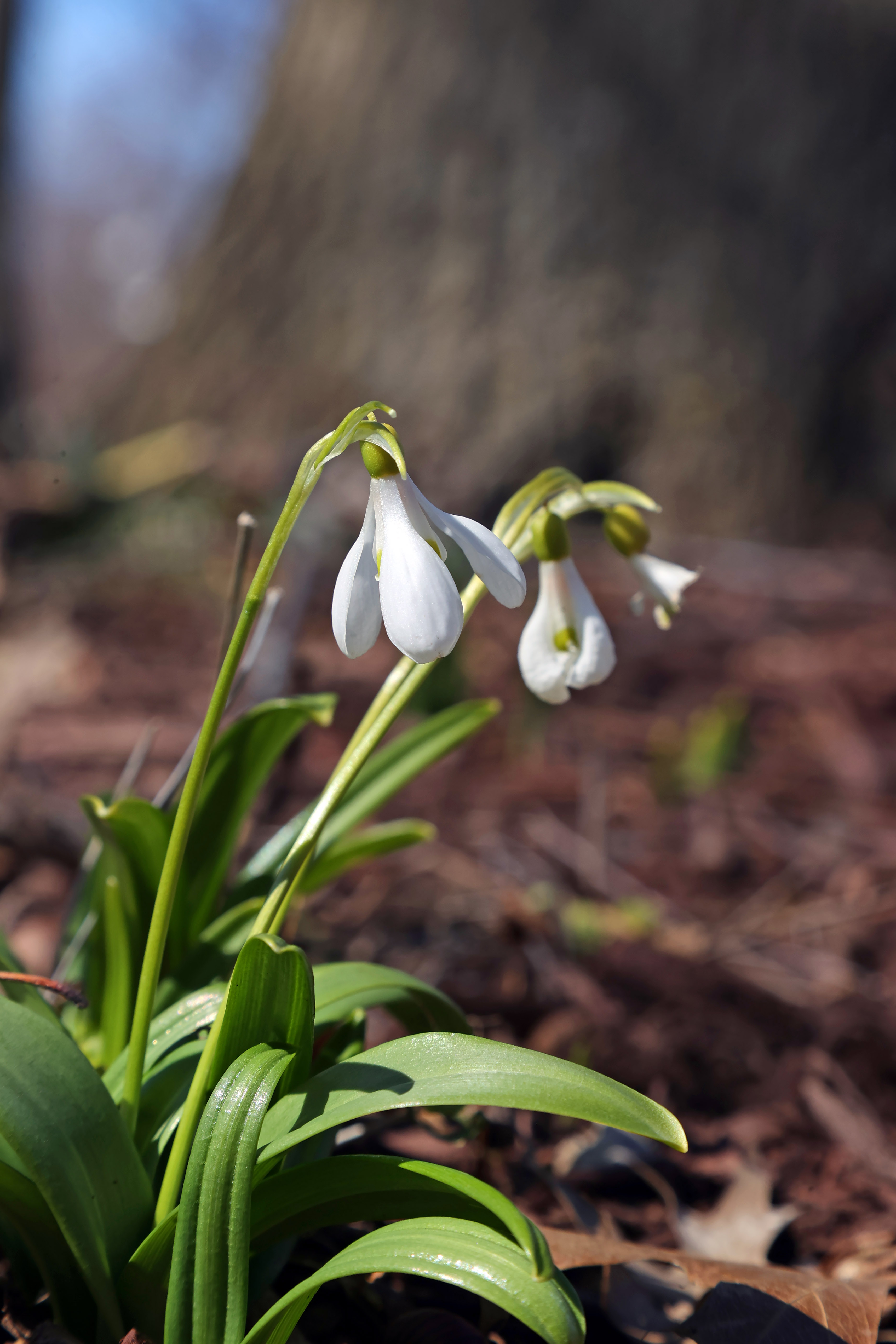 Spring blooms in Northeast Ohio - cleveland.com