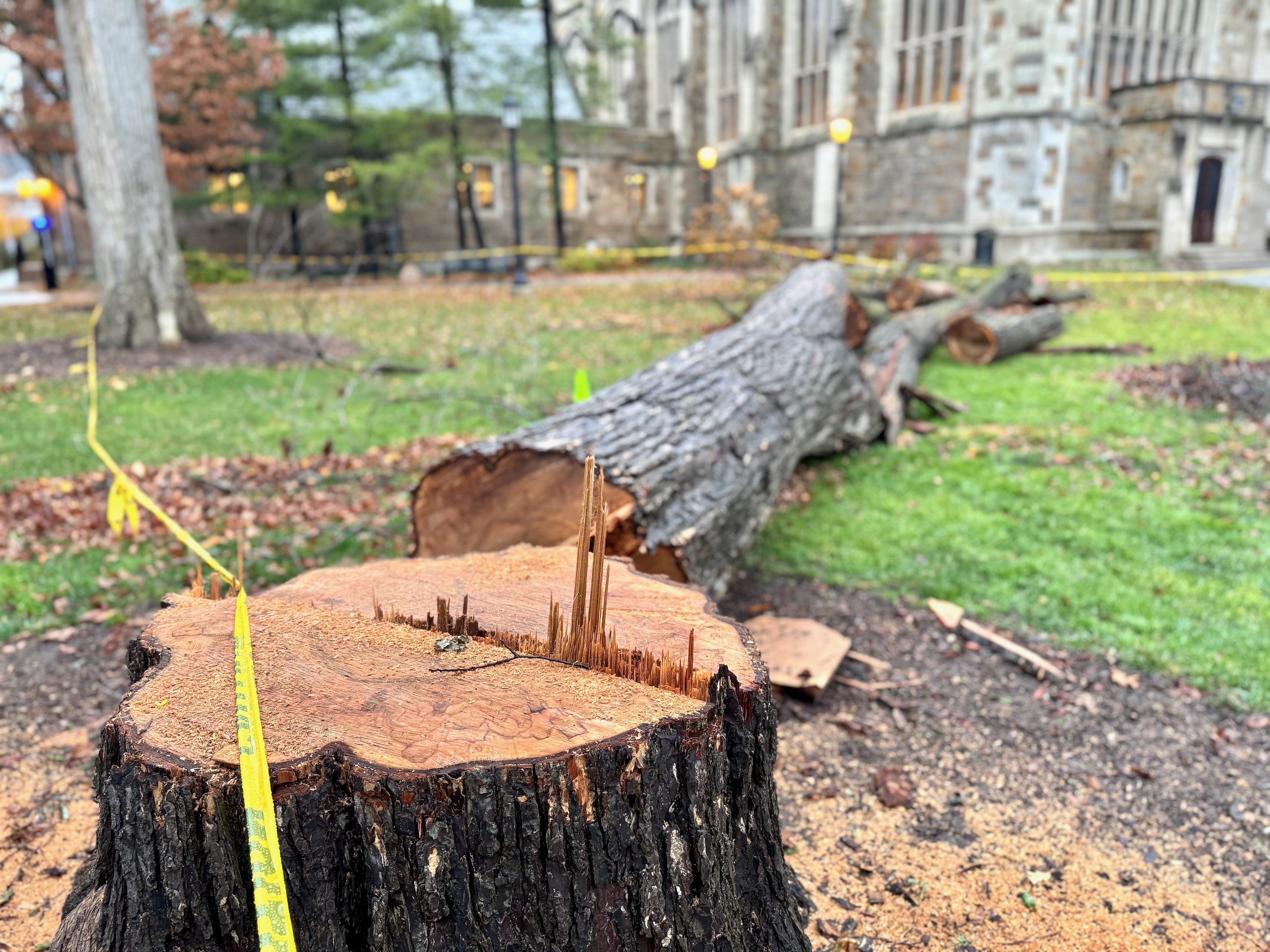 Beloved elm trees in University of Michigan Law Quad courtyard cut down ...