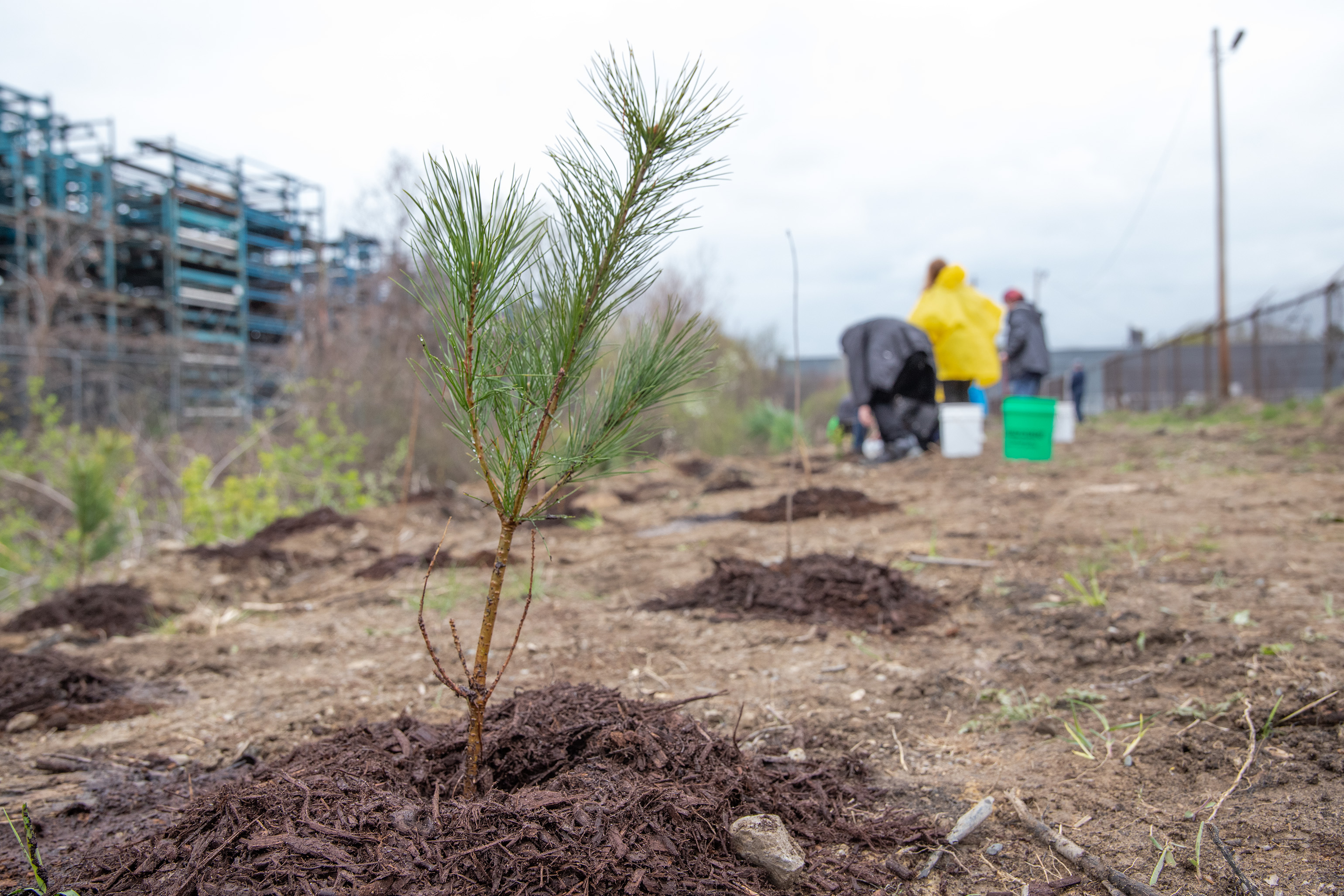 Earth Day: Planting 300 trees along Gilkey Creek - mlive.com