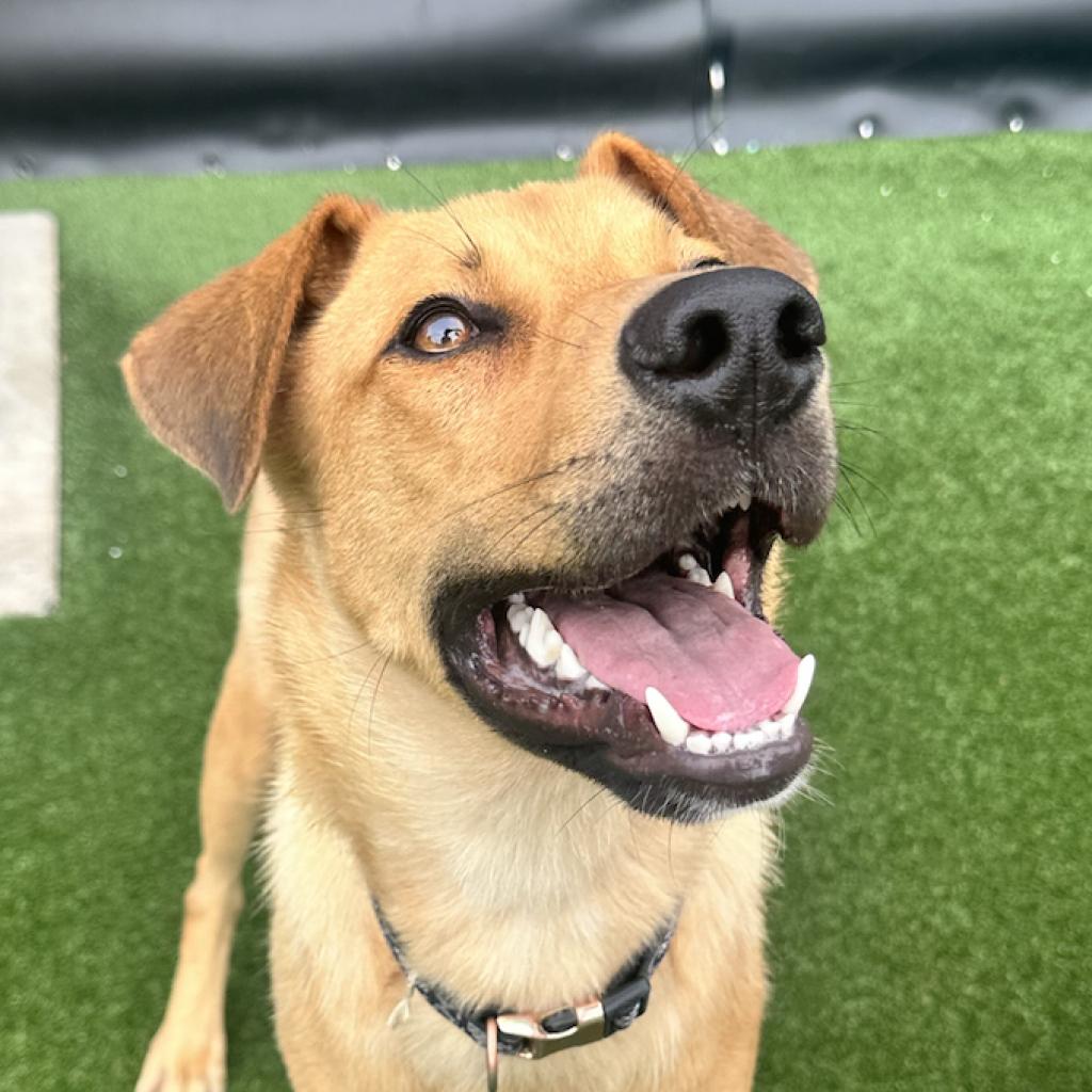 Let me introduce you to a pet that can change your life forever: August ...