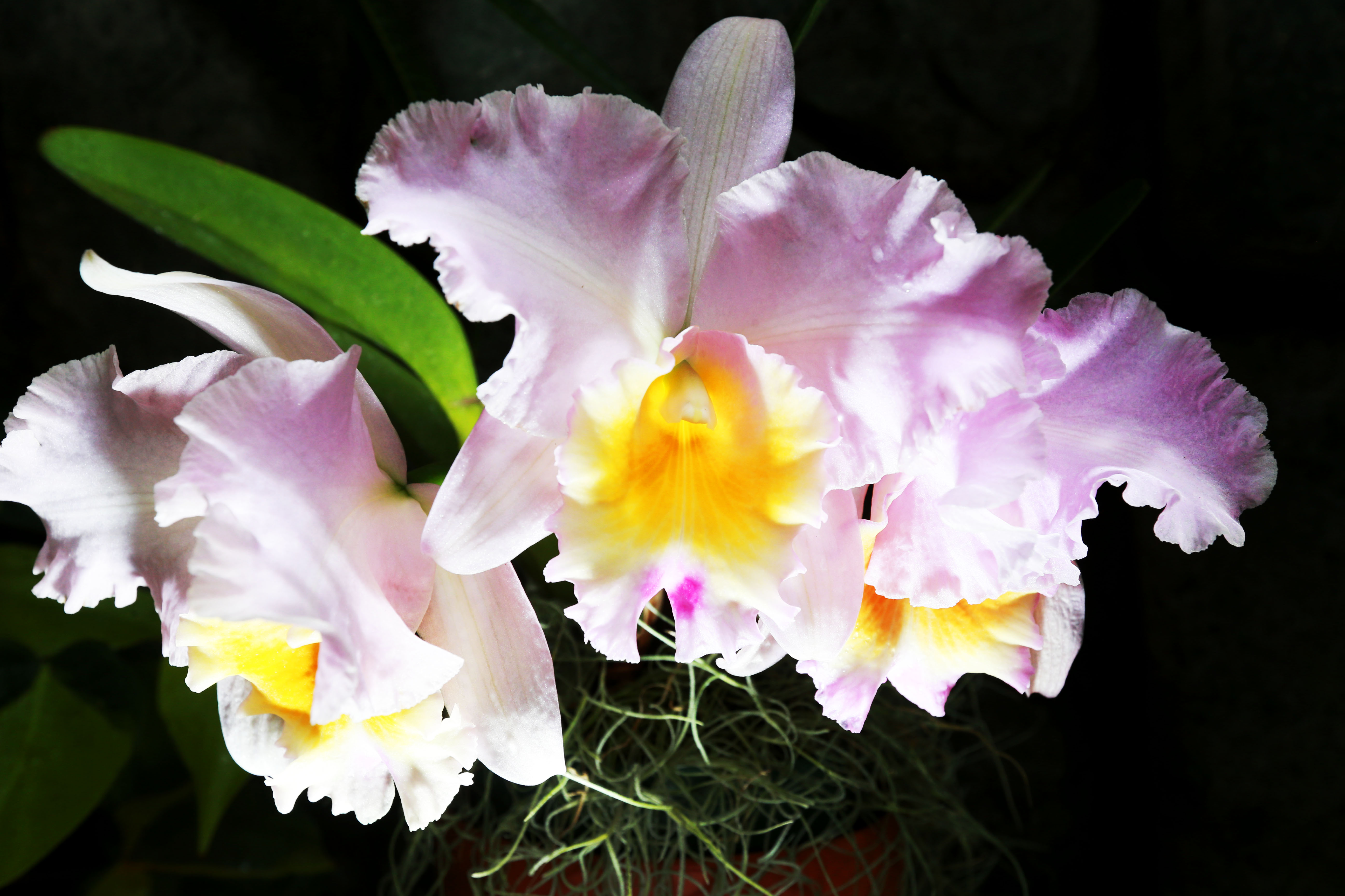 Orchids in full bloom - nj.com
