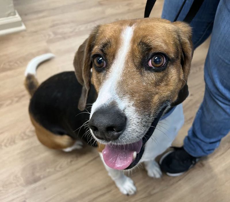 N.J. pets in need: May 23, 2022 - nj.com