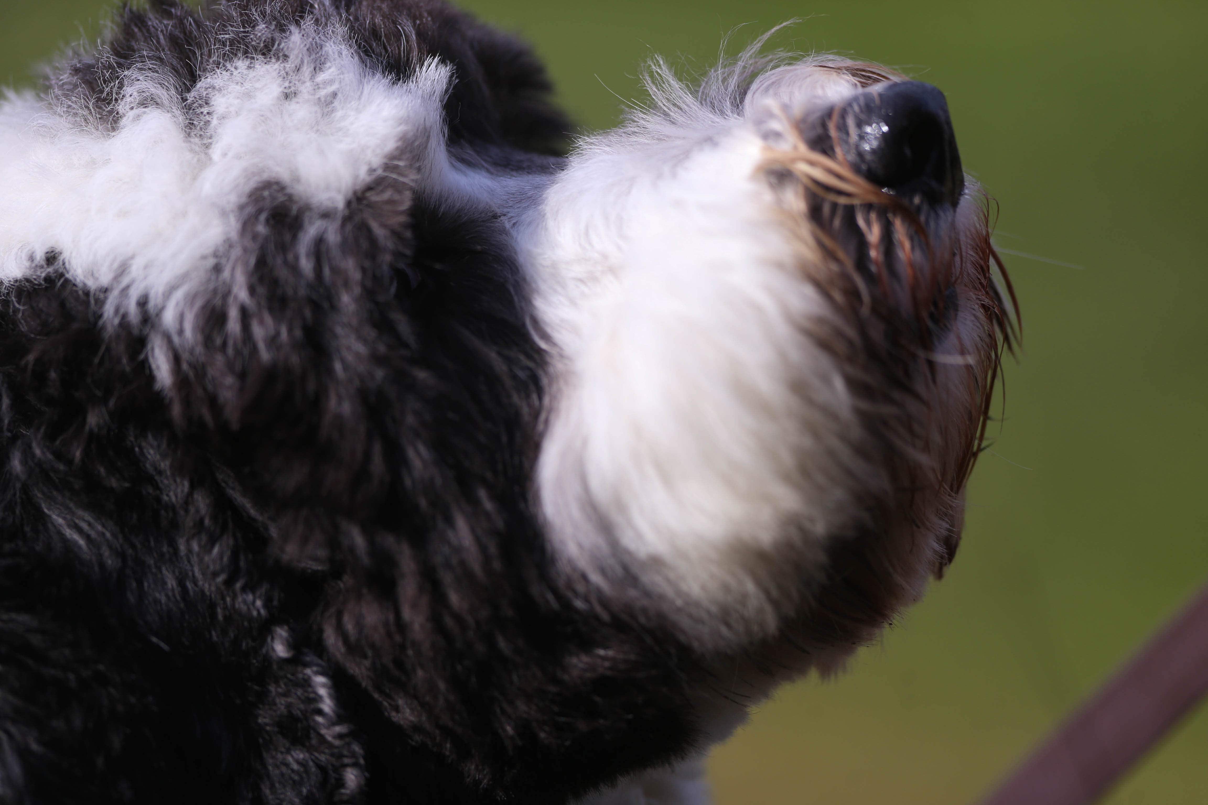 2022 North American Truffle Dog Championship - oregonlive.com