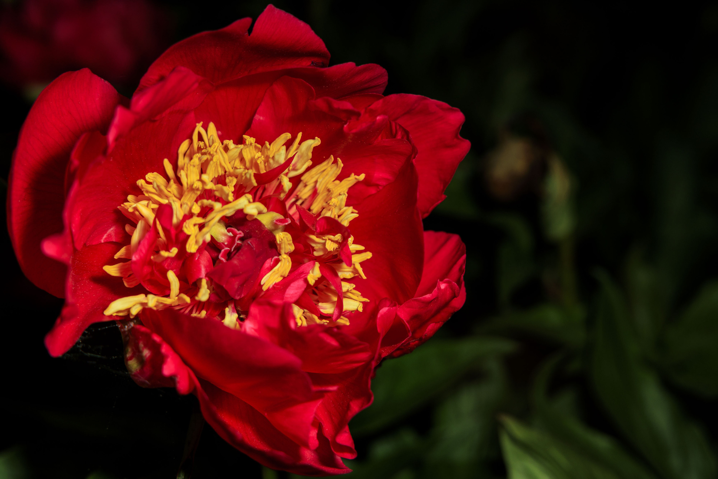 2025 Peony garden bloom at Nichols Arboretum - mlive.com