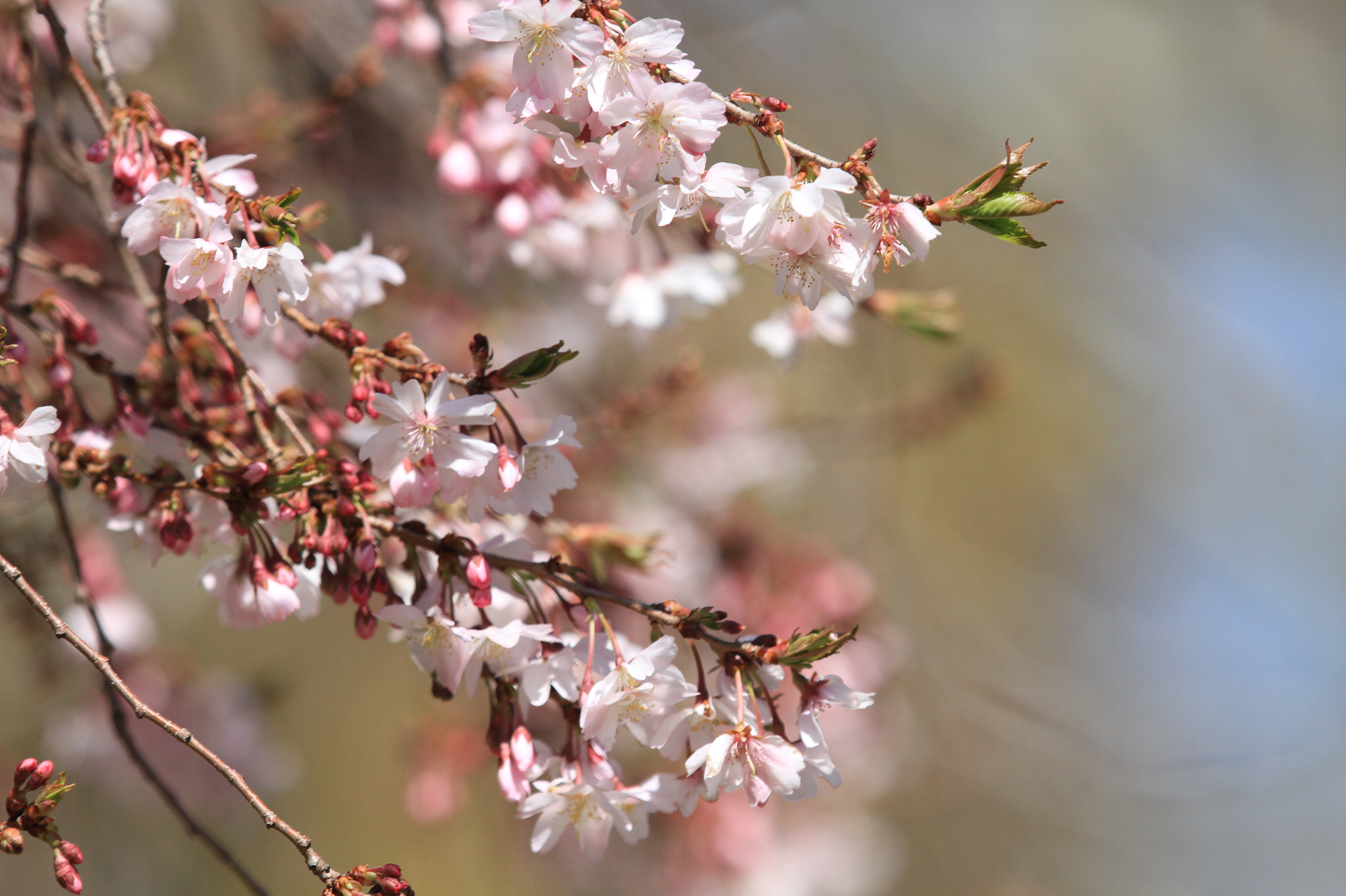Spring is in the Northeast Ohio air 2022 - cleveland.com