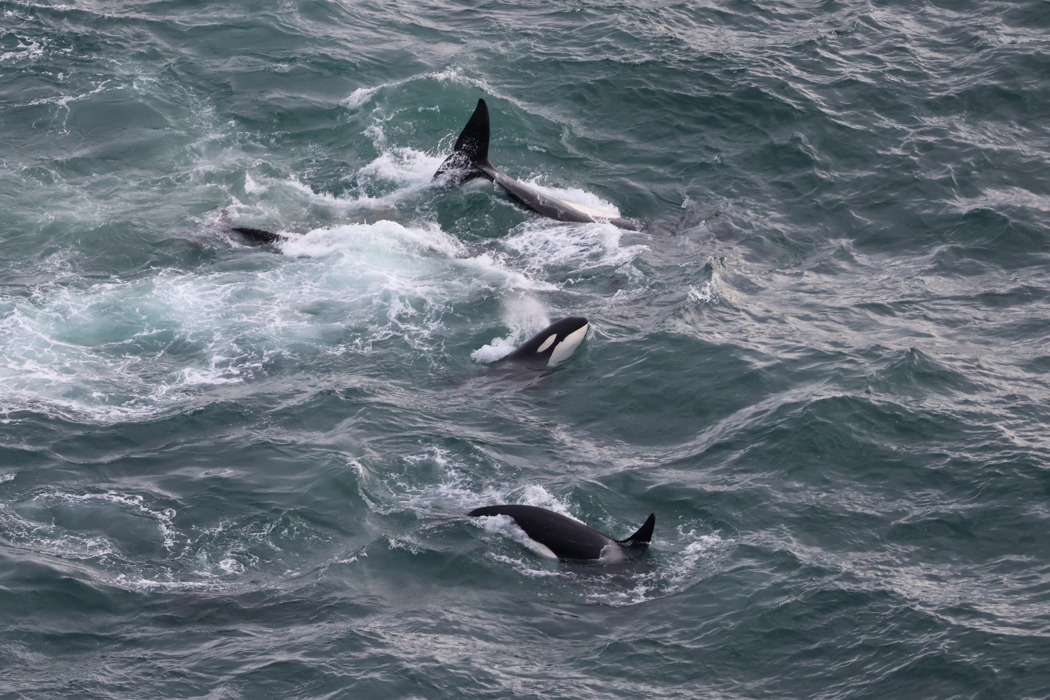 Pack of orcas hunt gray whales off Oregon's central coast - oregonlive.com