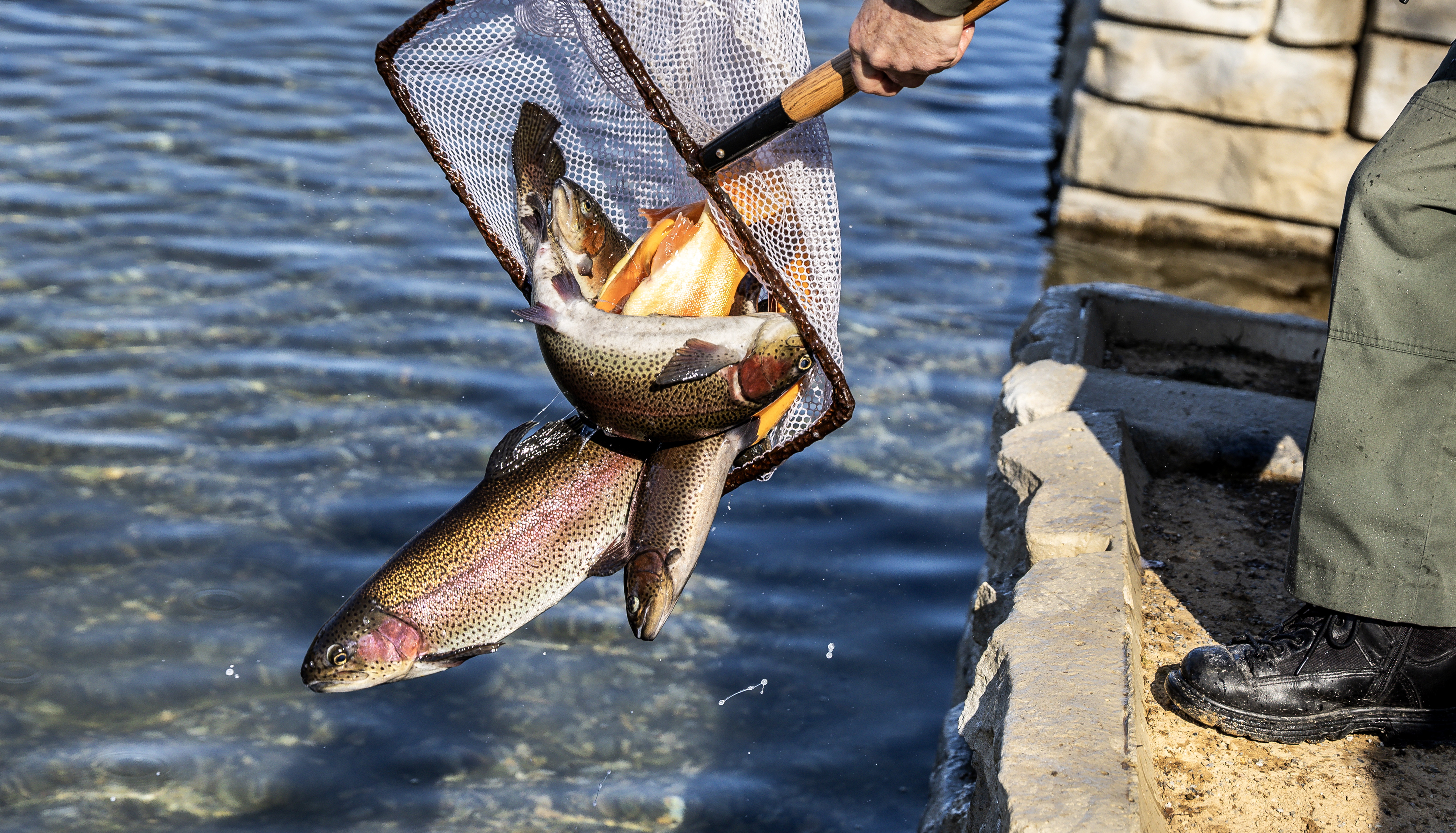 Trout stocking for the 2025 fishing season - pennlive.com
