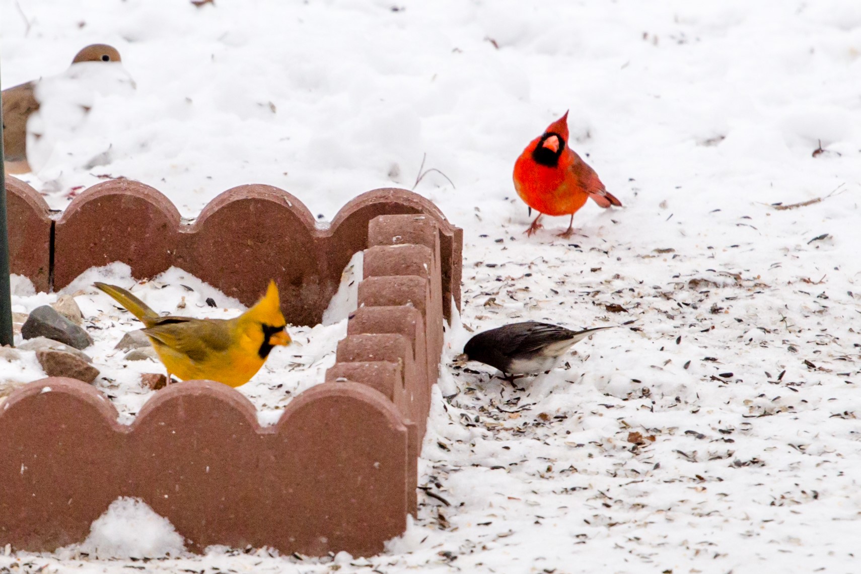 Michigan is home to a rare yellow-colored northern cardinal - mlive.com