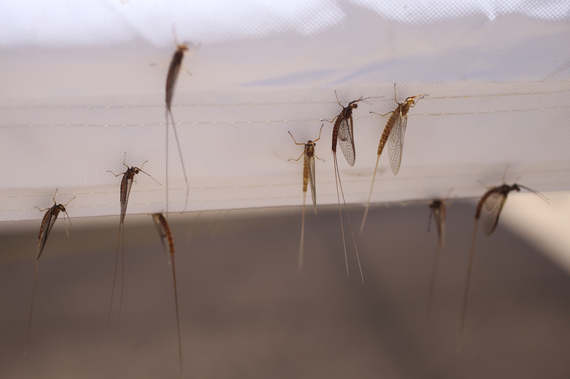 Mayflies make their annual return to cities and towns along Lake Erie ...