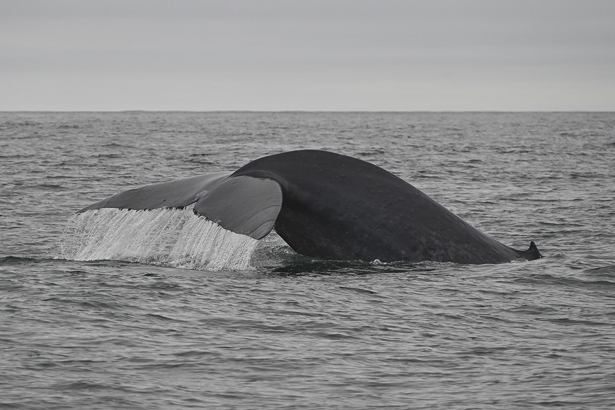 Rare blue whales spotted off Oregon coast - oregonlive.com