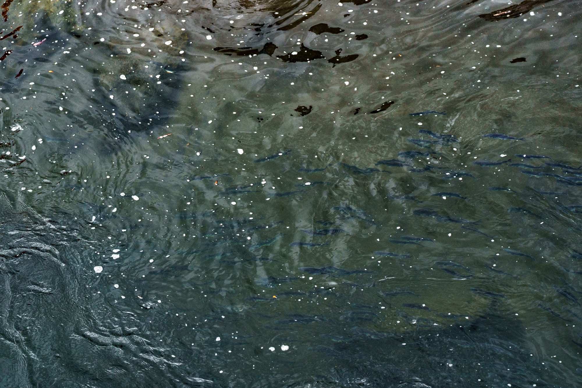 Smelt dipping returns to the lower Sandy River - oregonlive.com
