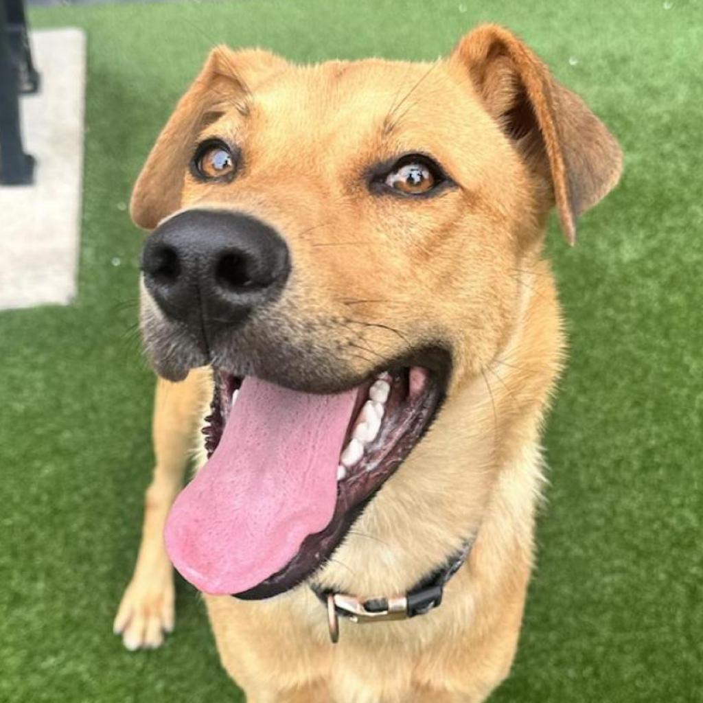 Just when you needed another reason to celebrate…It’s National Pet ...