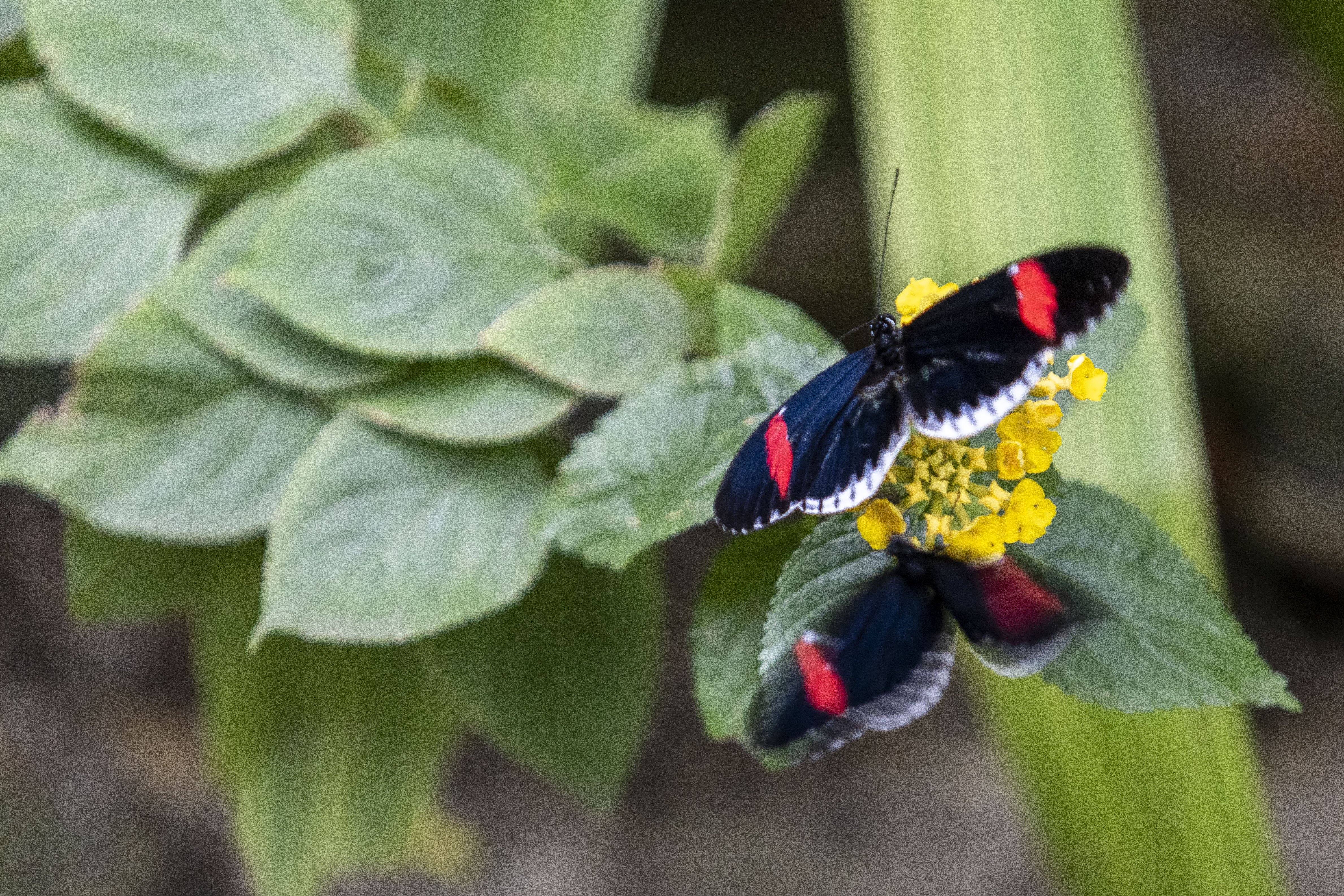 Thousands of tropical butterflies unveil elegance, beauty at Meijer ...