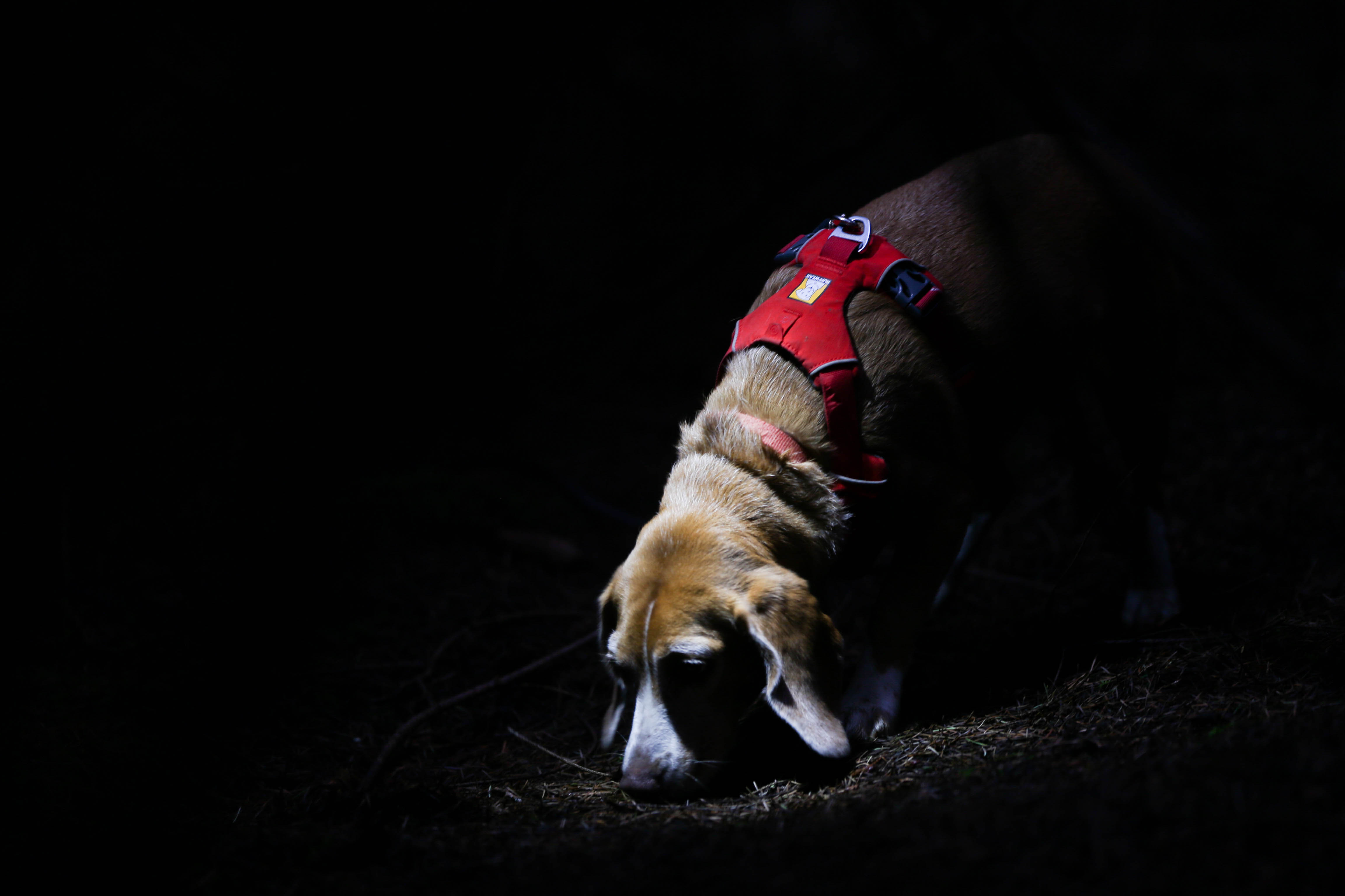 2022 North American Truffle Dog Championship - oregonlive.com