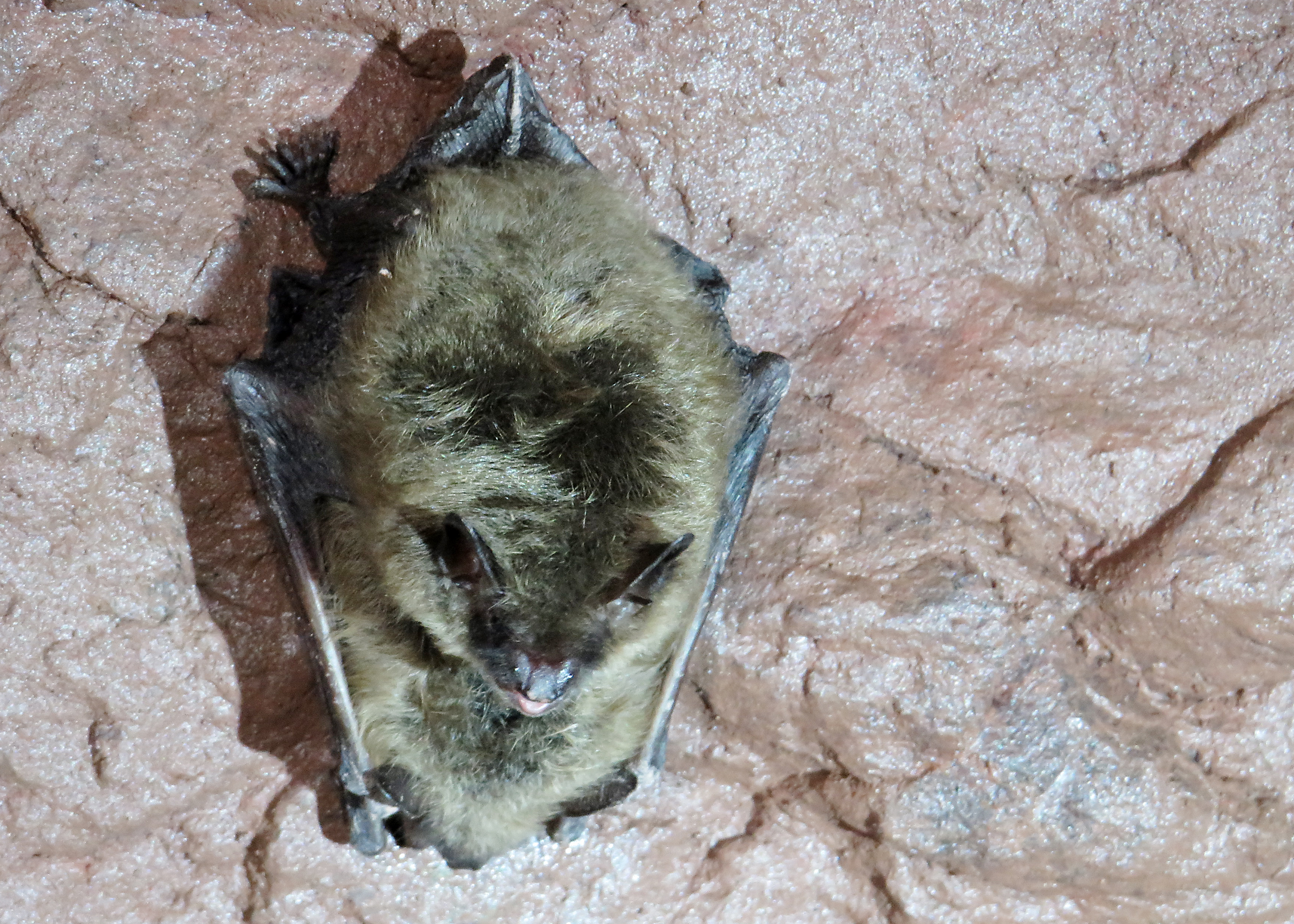 Cooling a copper mine to save bats from white nose syndrome - mlive.com