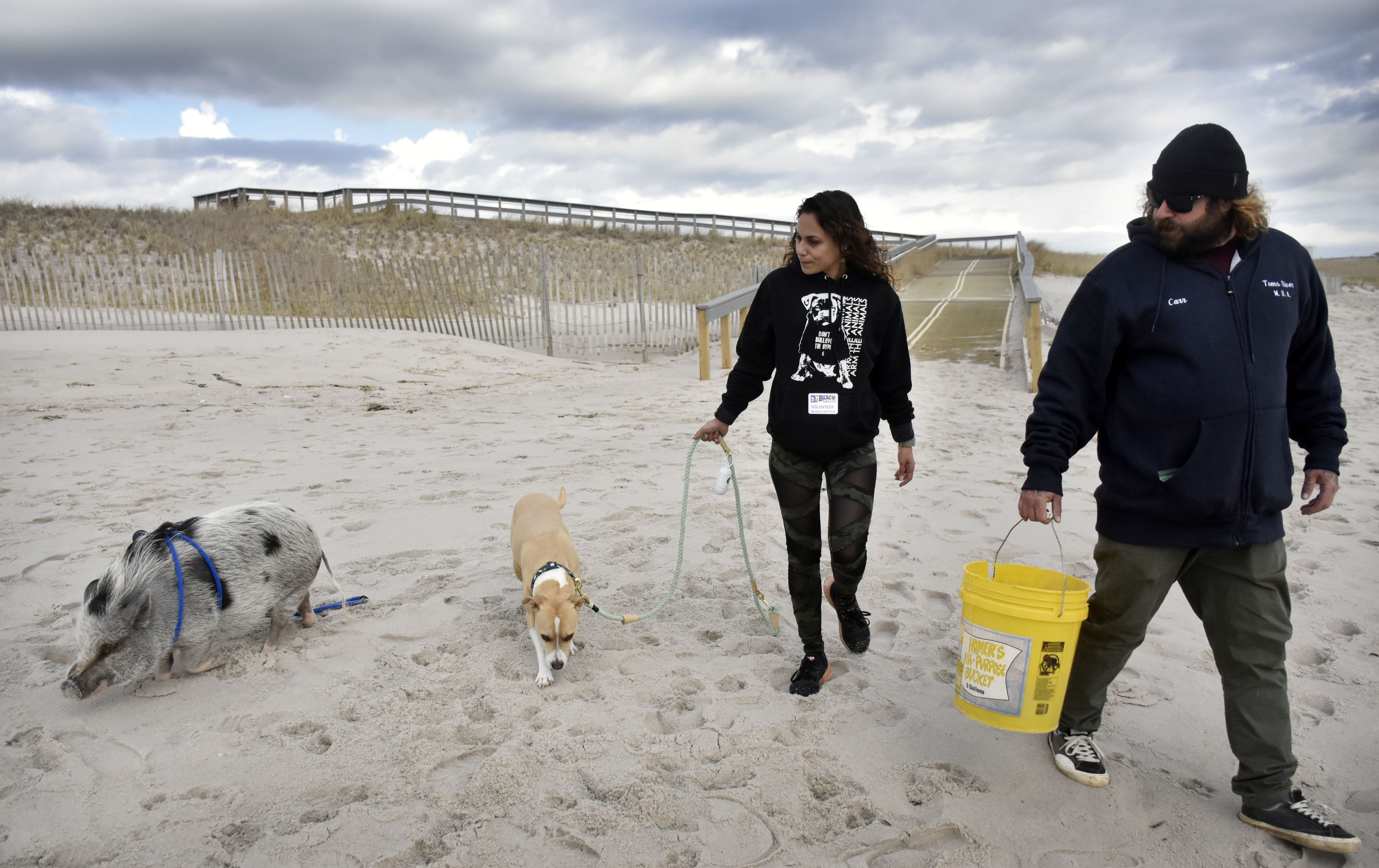 Mini Pig Hamlette Helps with Clean Ocean Action Beach Sweeps Cleanup ...